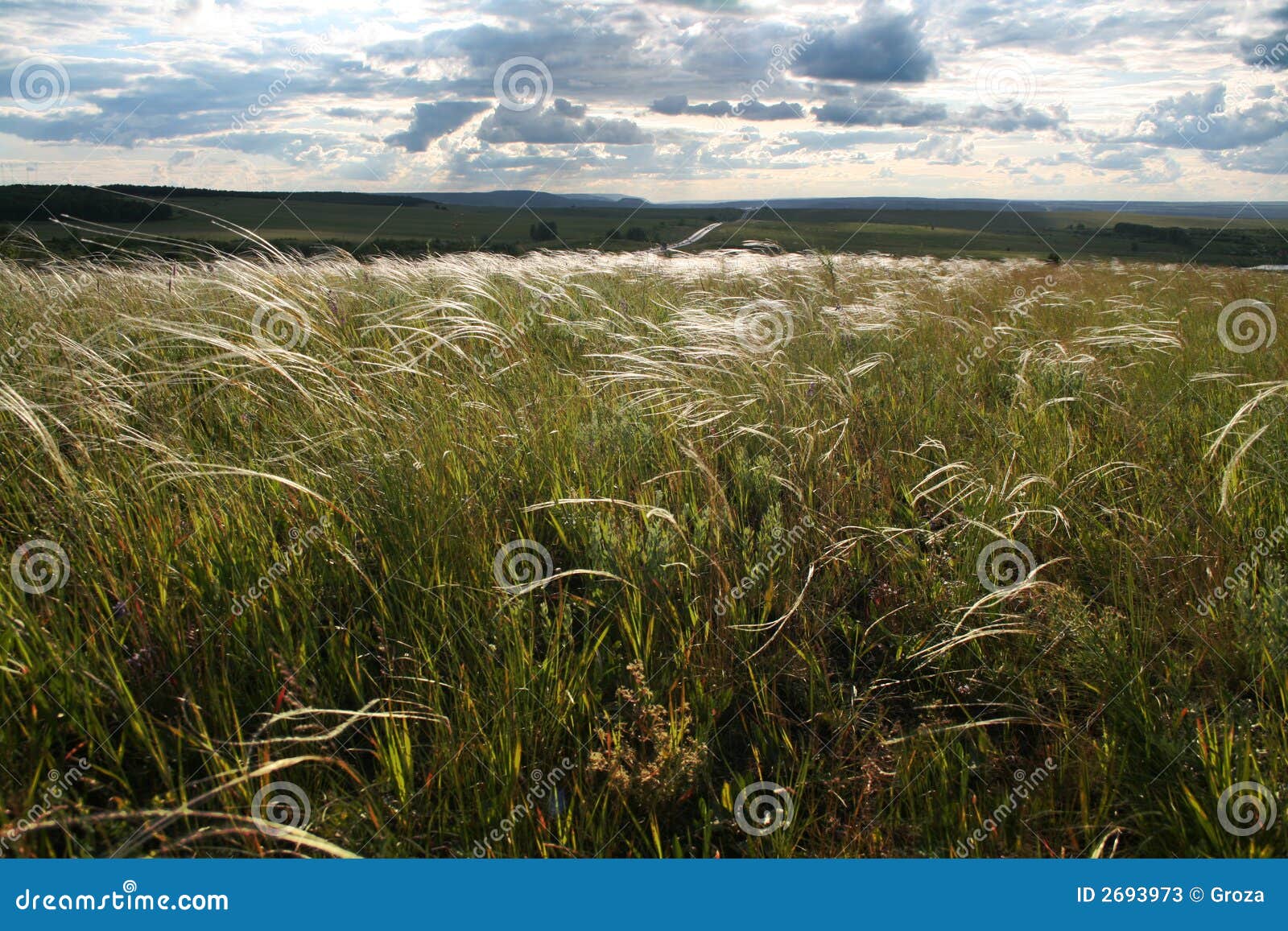 Feather grass field. stock image. Image of defocus, green - 2693973