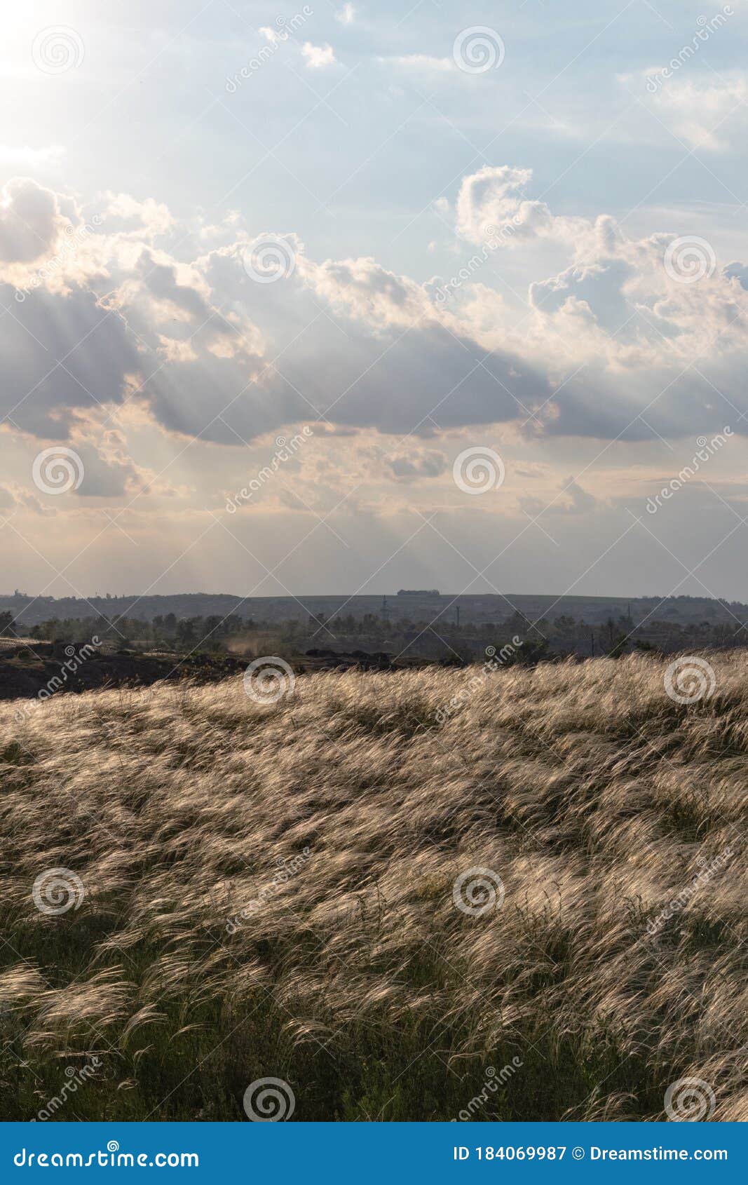 Feather Grass Field in the Wind Stock Image - Image of sunlight, nature ...