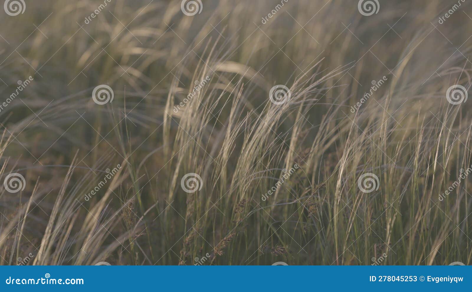 Feather Grass - Lat. Stipa. in the Spring Steppe Stock Video - Video of ...