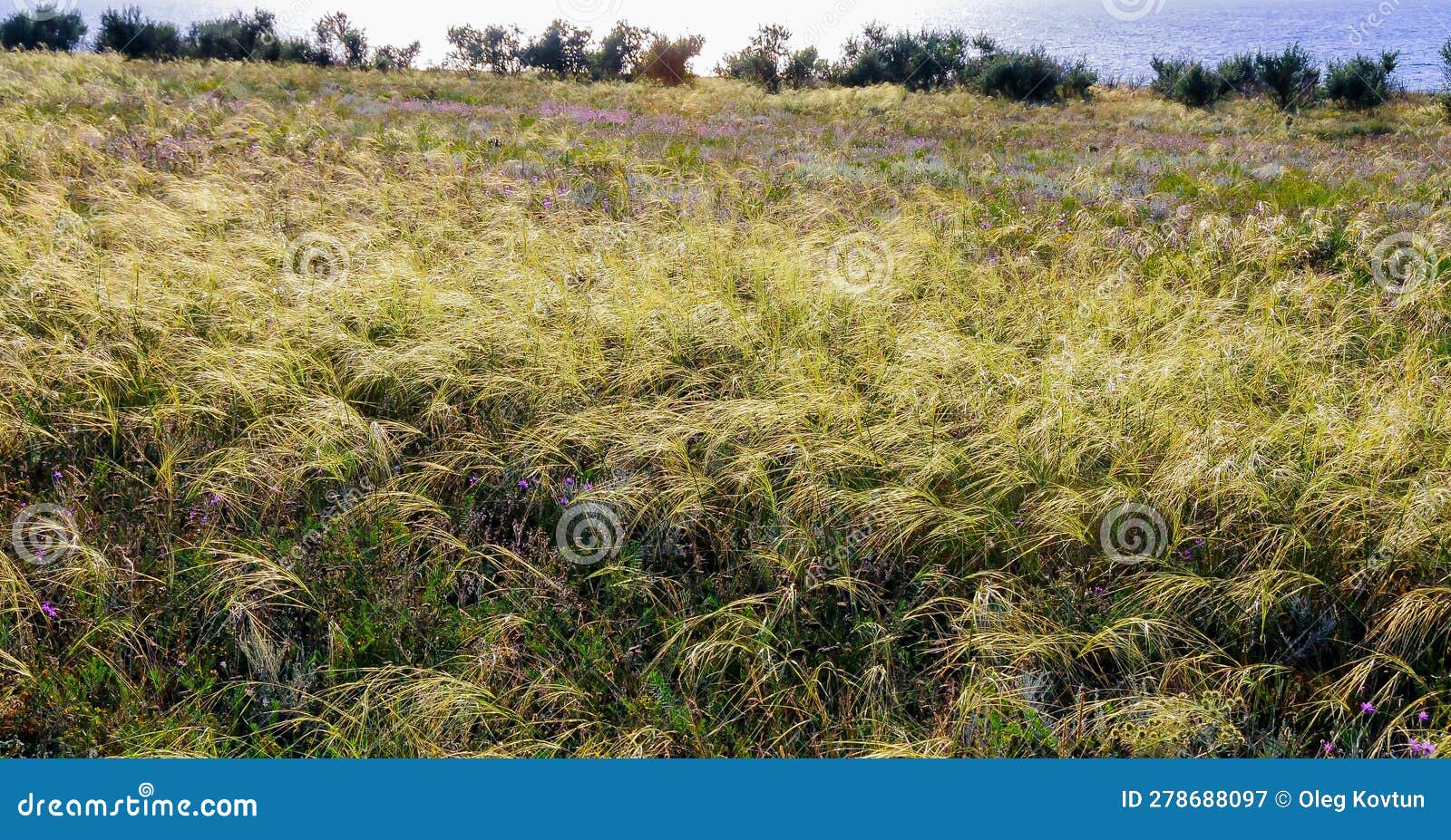 Feather-grass Steppe in Summer in Arid Eastern Crimea Stock Image ...