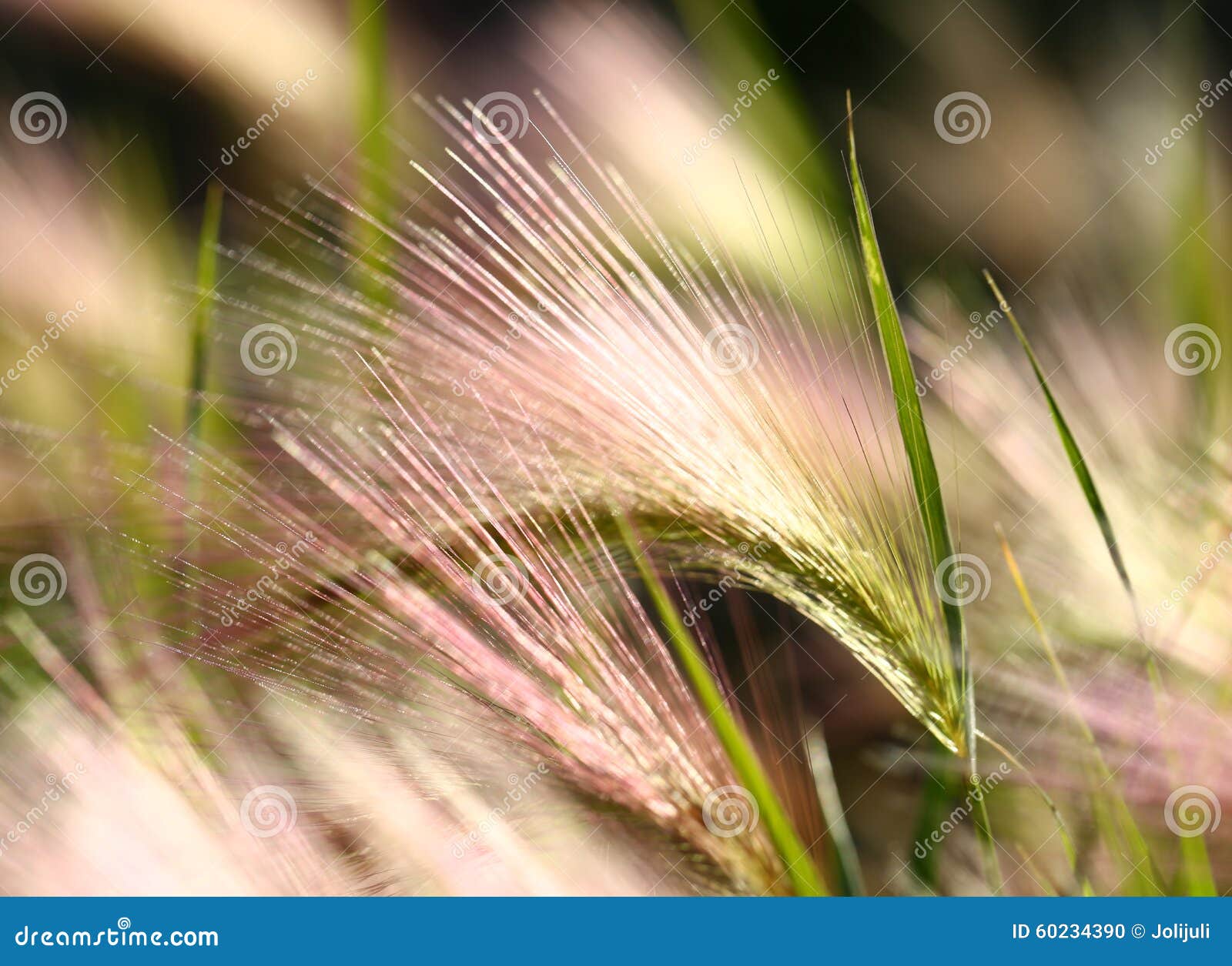 Feather grass stock photo. Image of sunset, sparkling - 60234390
