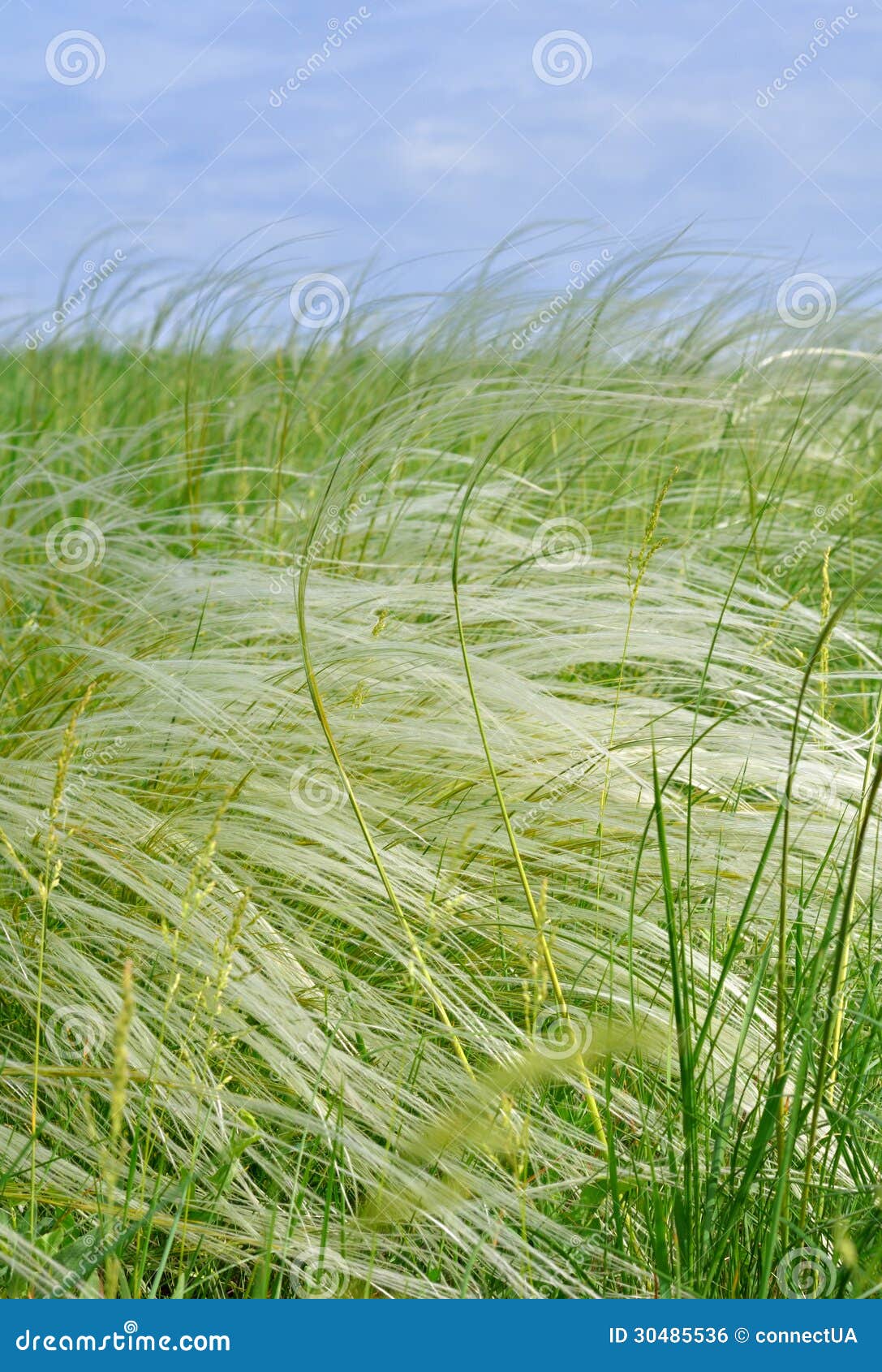 Feather grass stock photo. Image of leaf, field, footage - 30485536