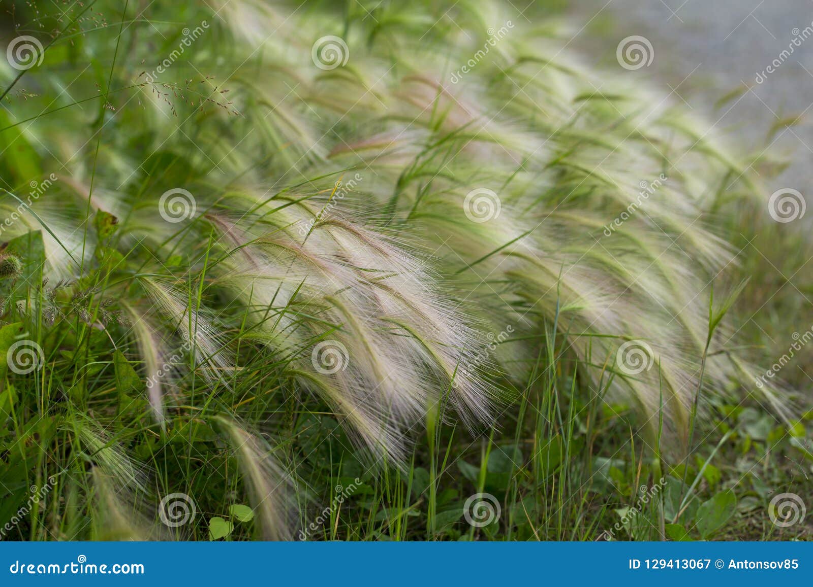 Feather Grass on the White Background Stock Image - Image of nature ...