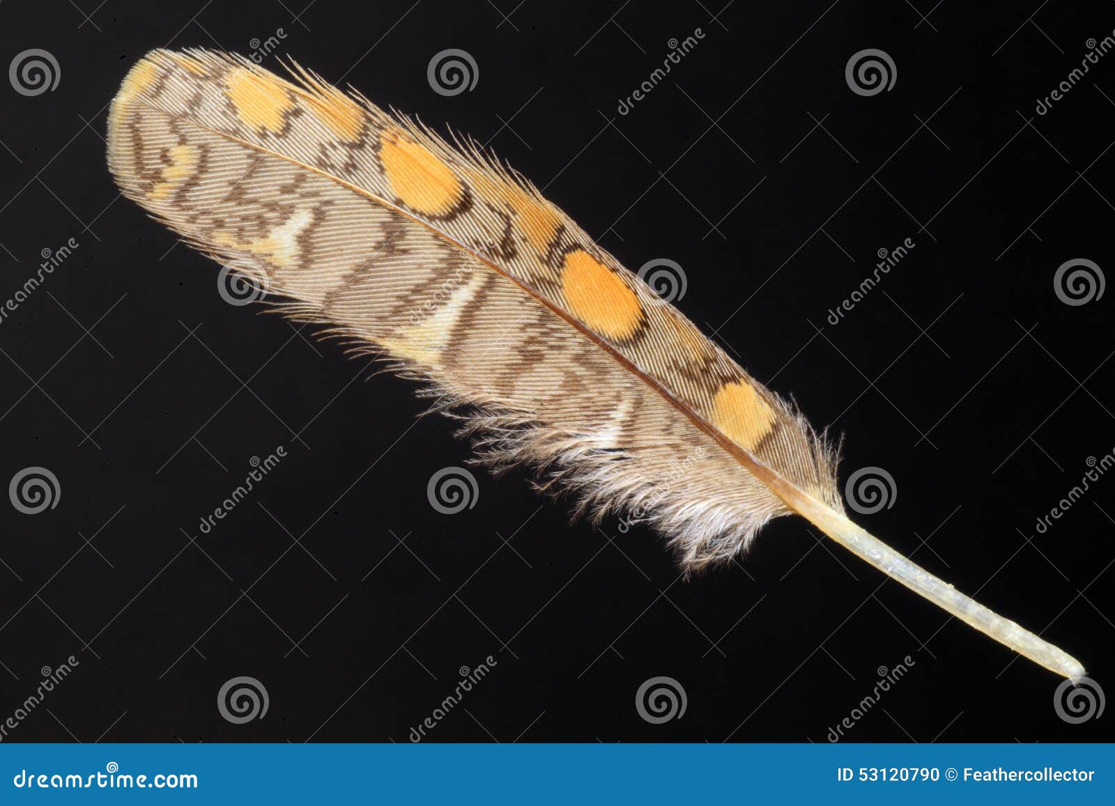 Feather of Greater Painted-snipe Stock Photo - Image of greater, close ...