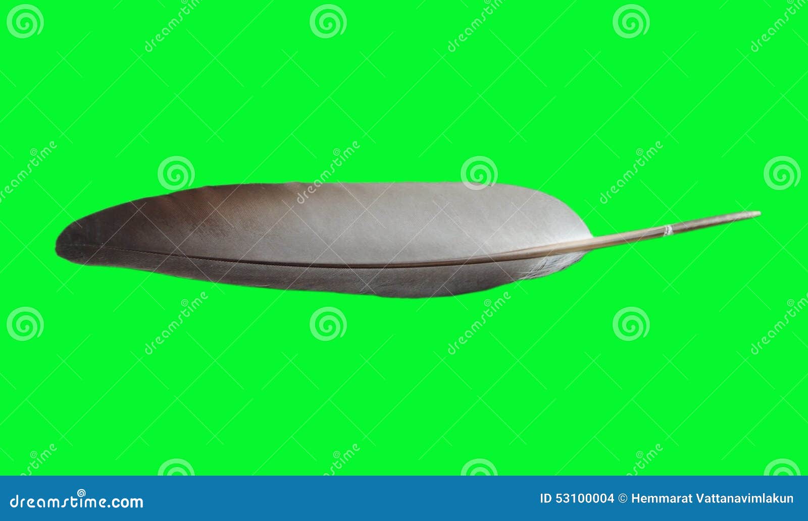 Feather stock photo. Image of green, beauty, smooth, black - 53100004