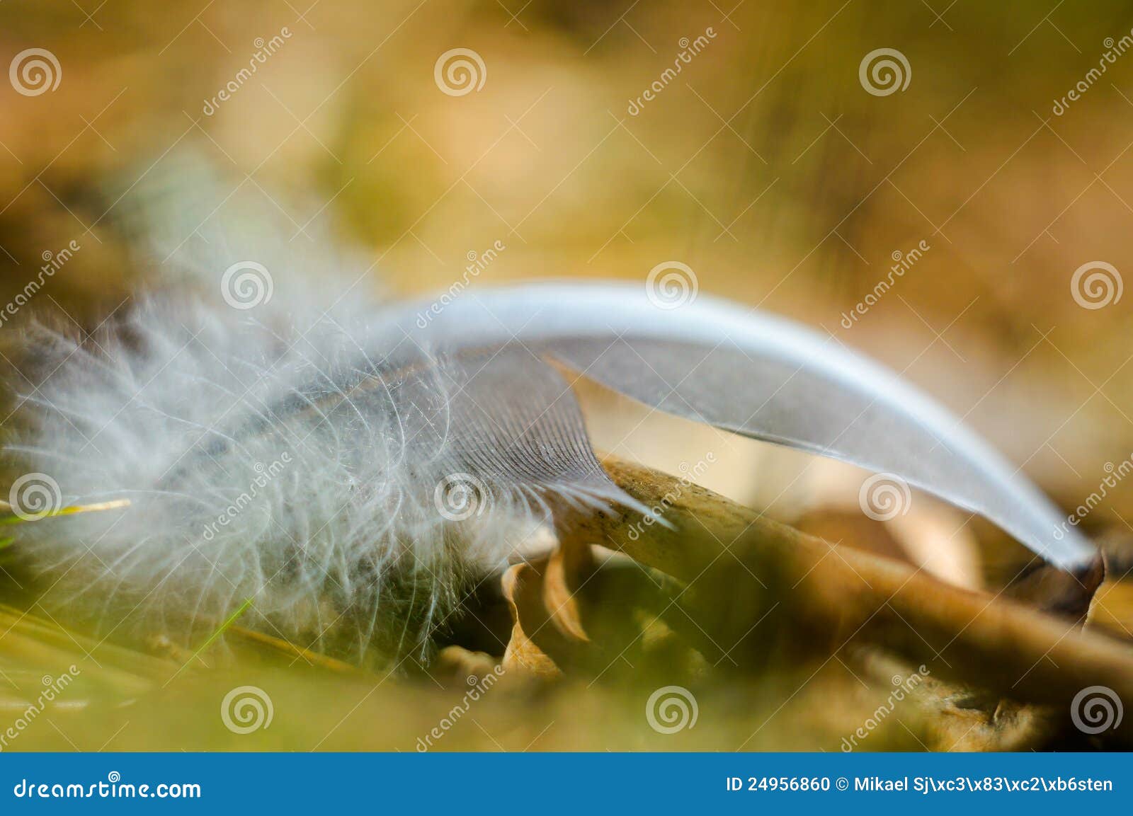 Feather on ground stock photo. Image of gray, light, feather - 24956860