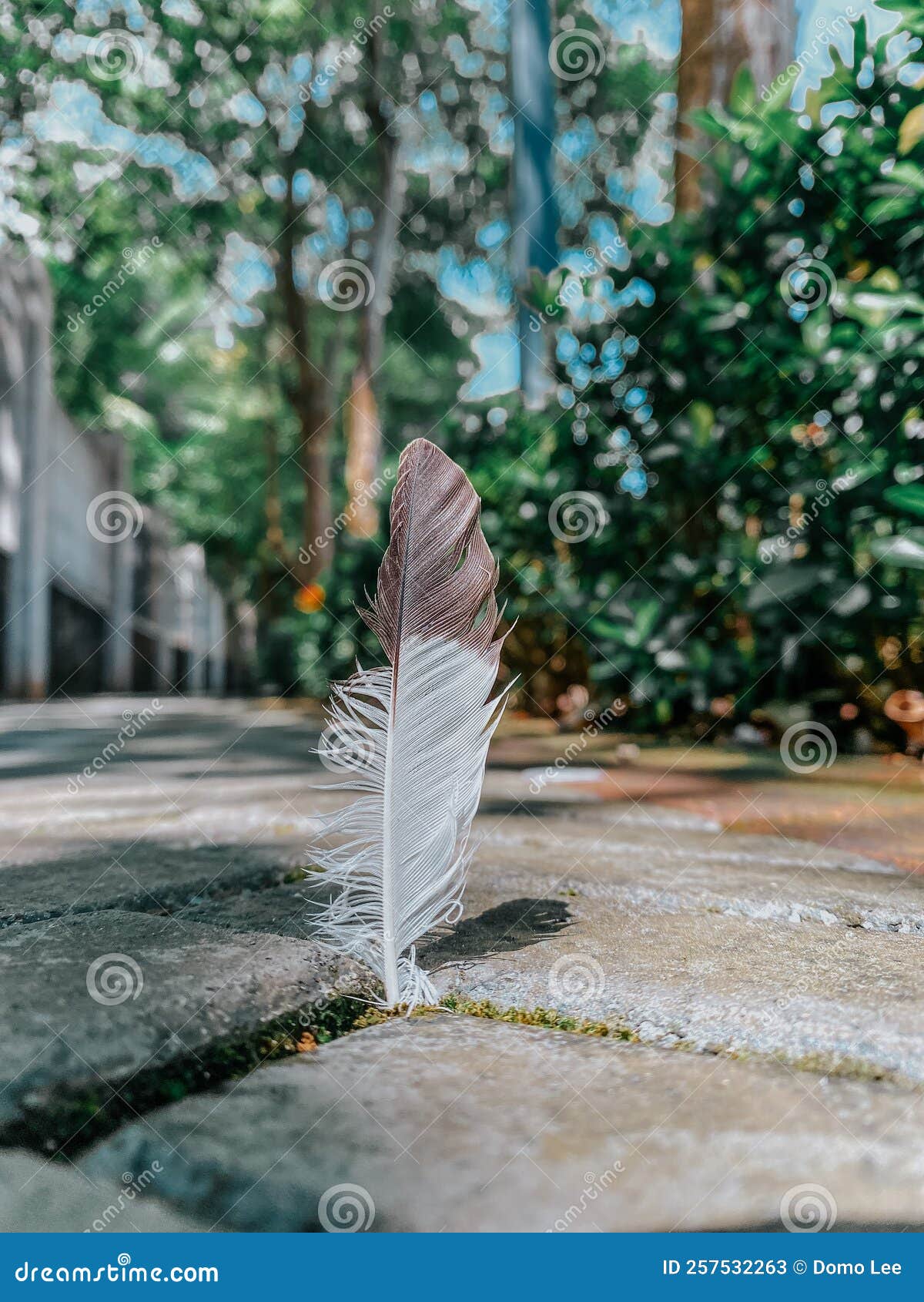 Feather in the sun stock image. Image of ground, animal - 257532263