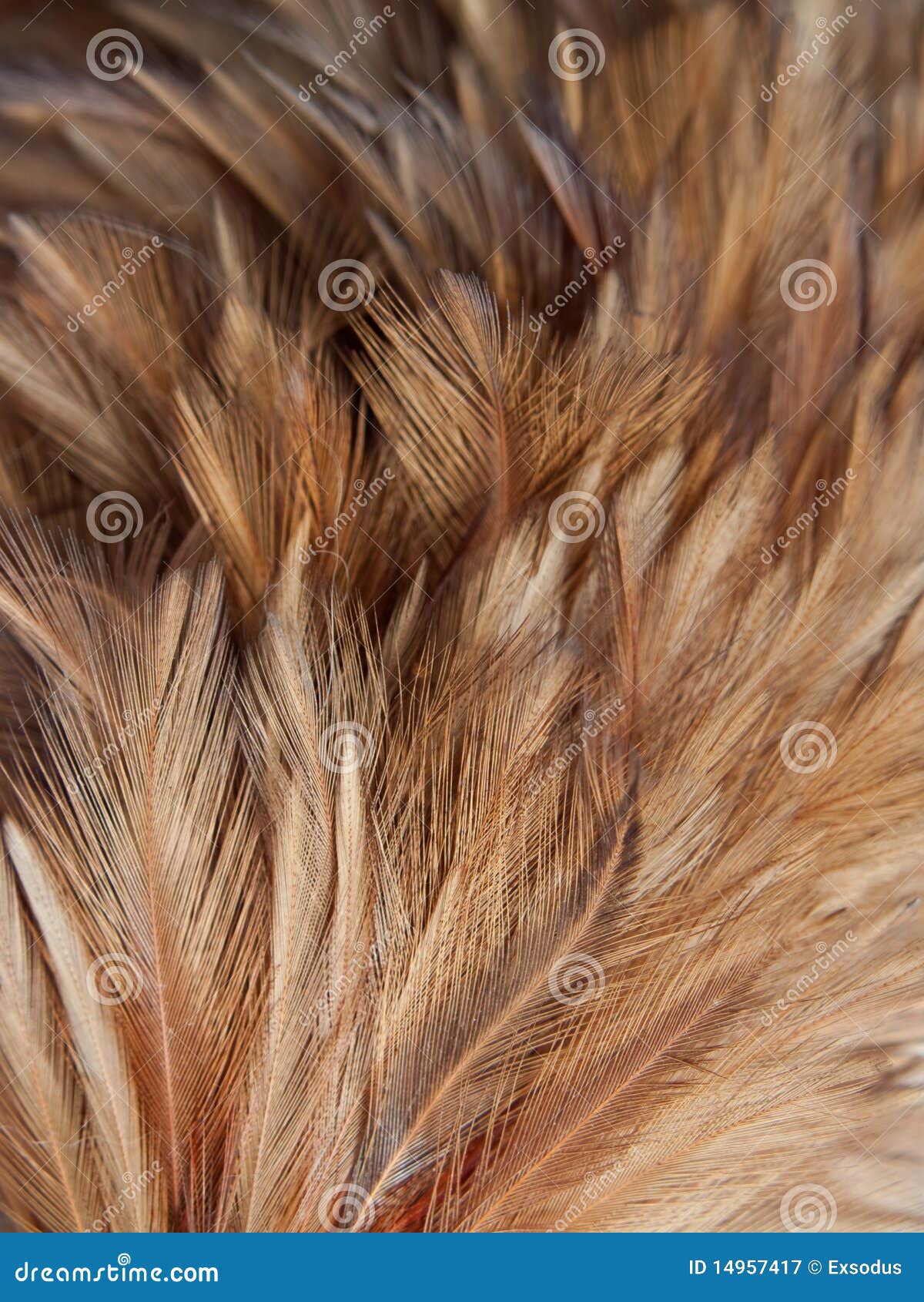 Feather group stock image. Image of coat, bird, elements - 14957417