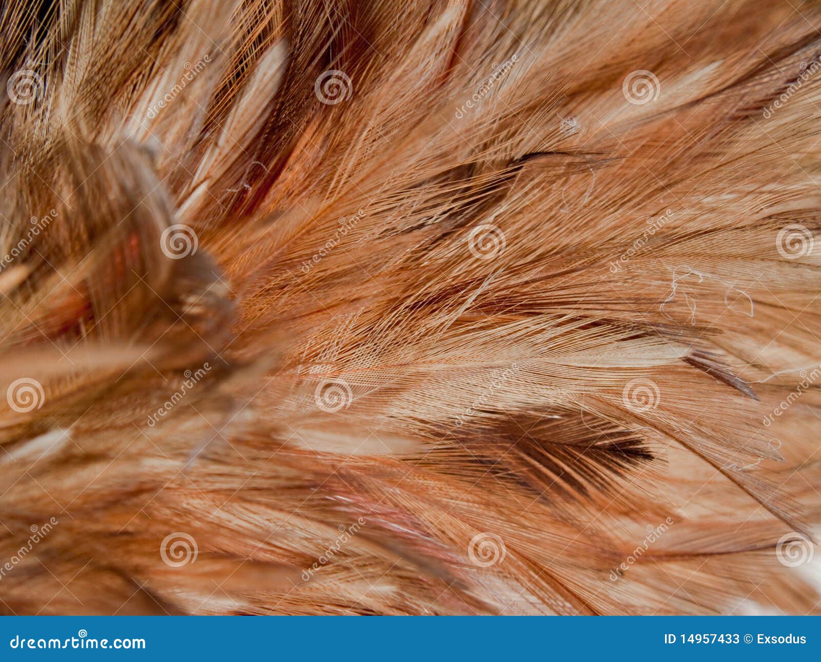Feather group stock image. Image of wing, brown, brush - 14957433