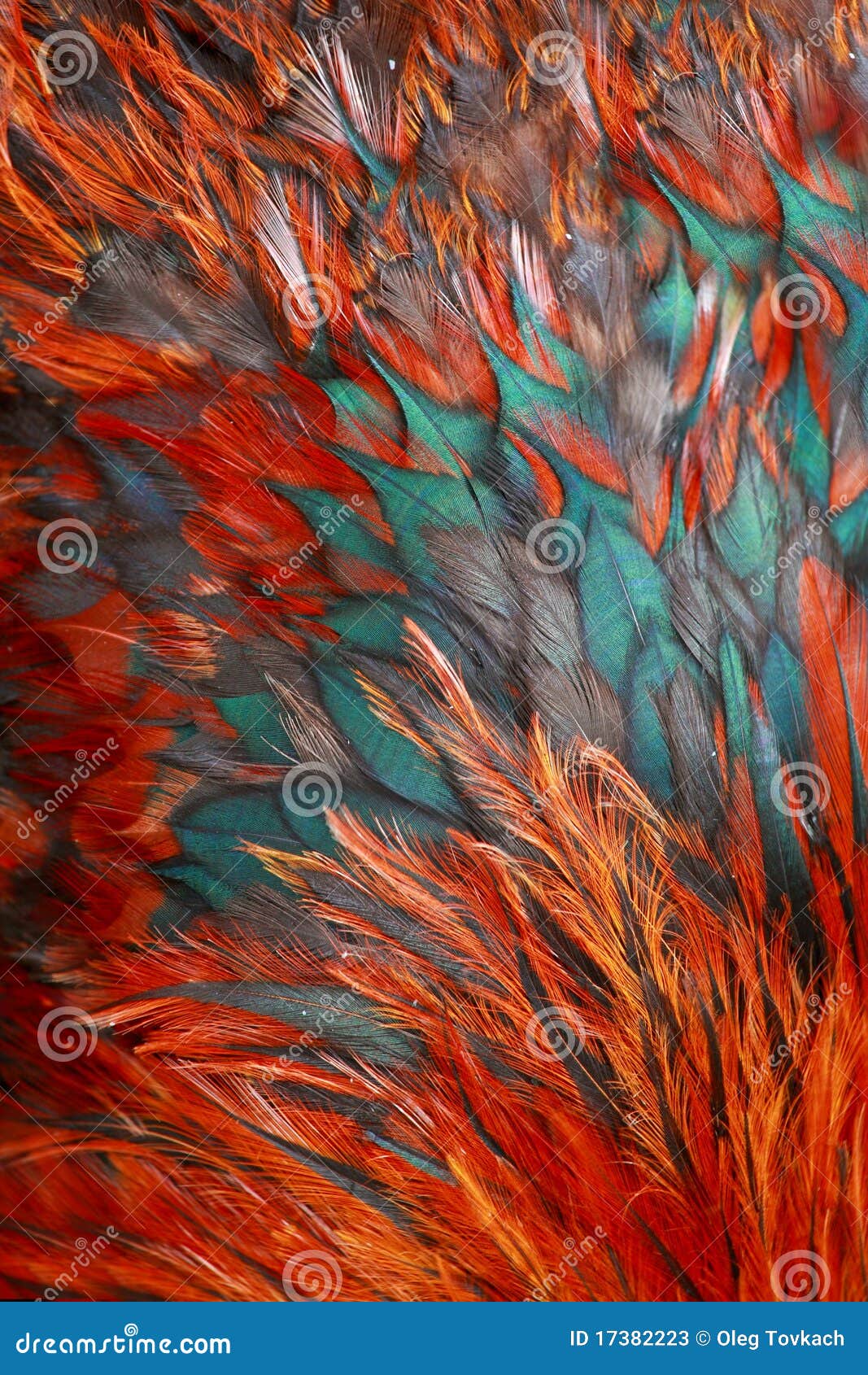Feather group of some bird stock image. Image of elements - 17382223