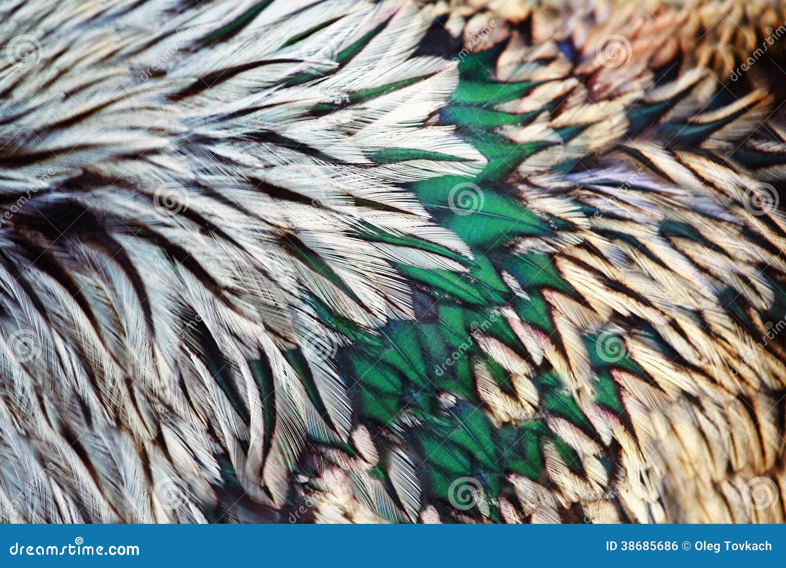 Feather group of some bird stock photo. Image of orange - 38685686