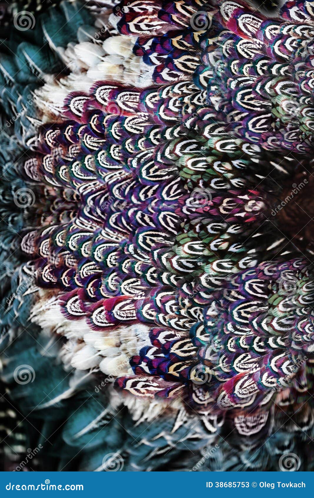 Feather group of some bird stock image. Image of natural - 38685753