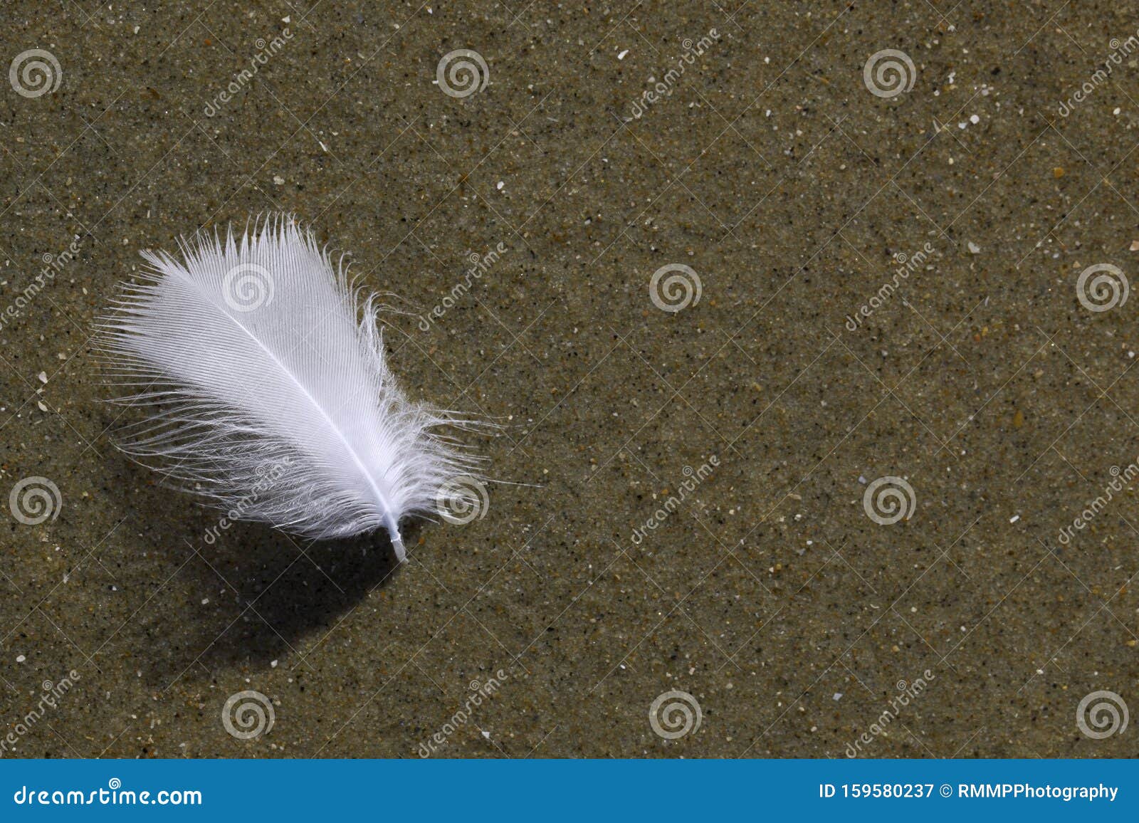 The Feather of a Gull on the Beach Stock Image - Image of coastal, lost ...