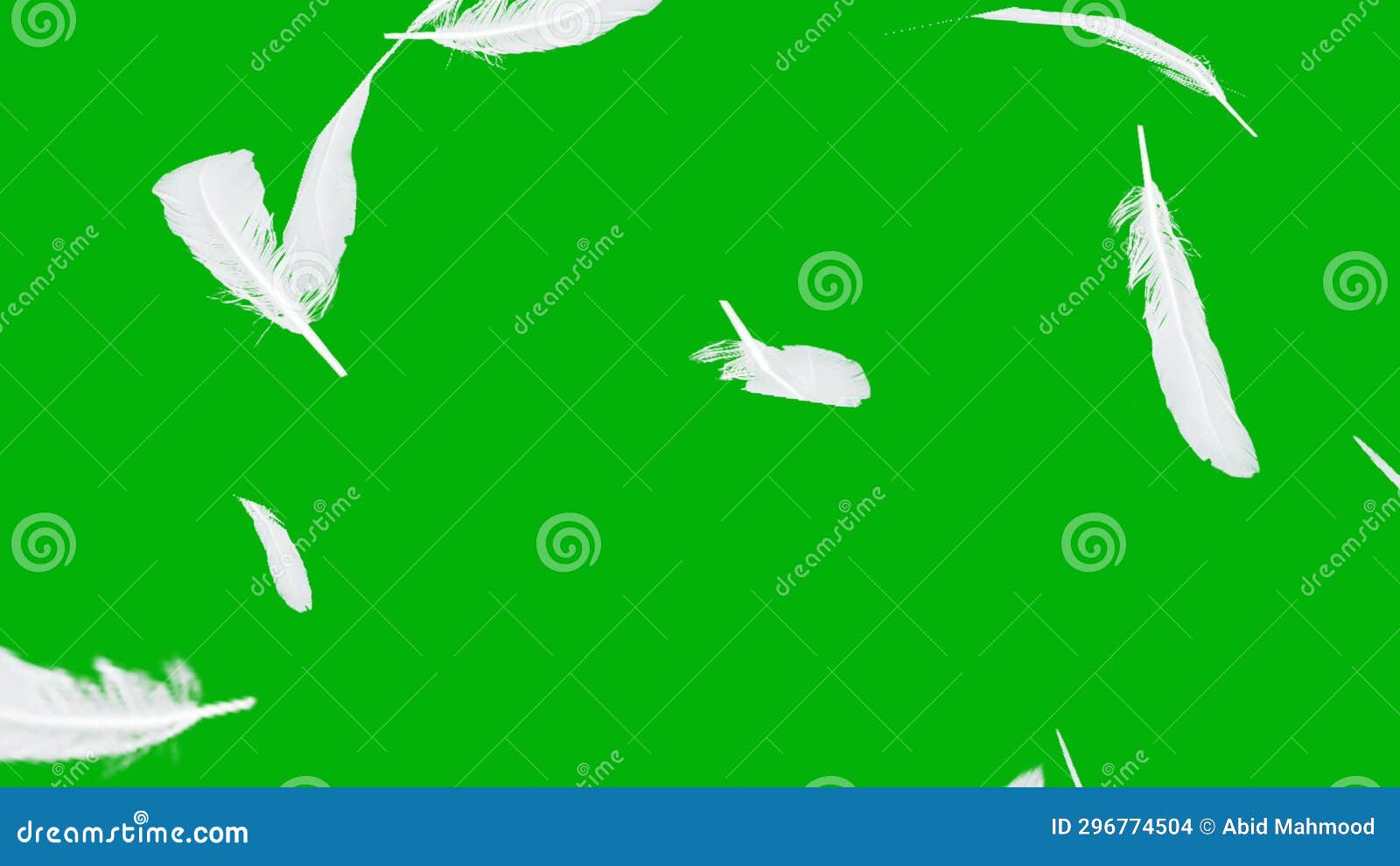 Feather High Quality Green Screen 4k Bacground Stock Footage - Video of ...
