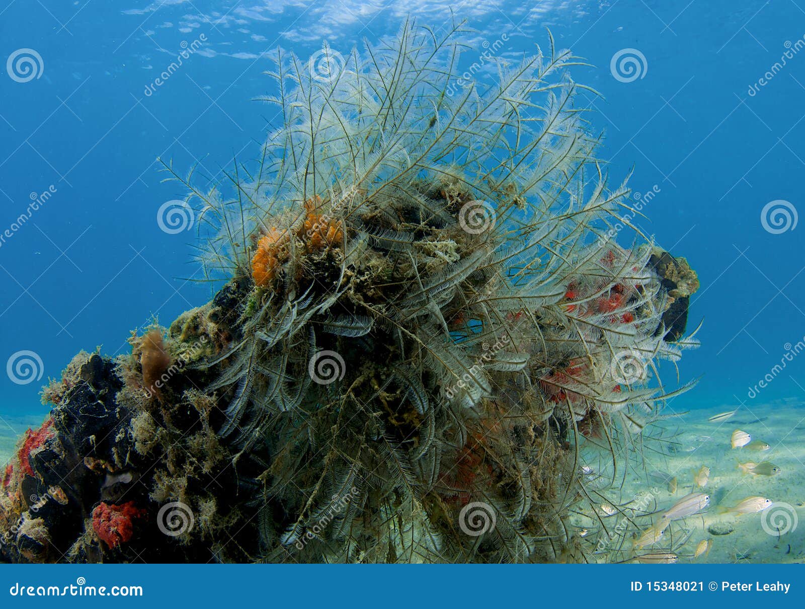 Feather Hydroid stock image. Image of gulf, florida, beach - 15348021