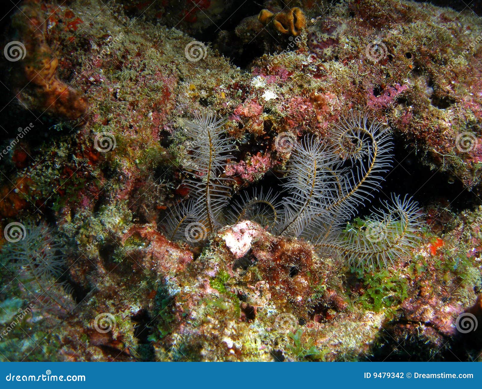 Feather Hydroid stock photo. Image of adventure, aquarium - 9479342