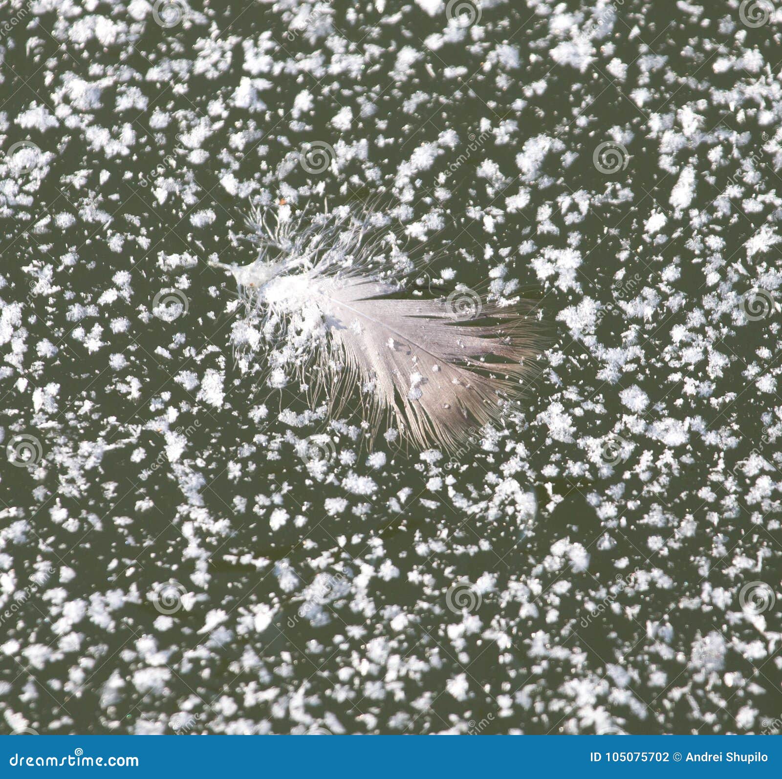 Feather on ice stock photo. Image of white, closeup - 105075702