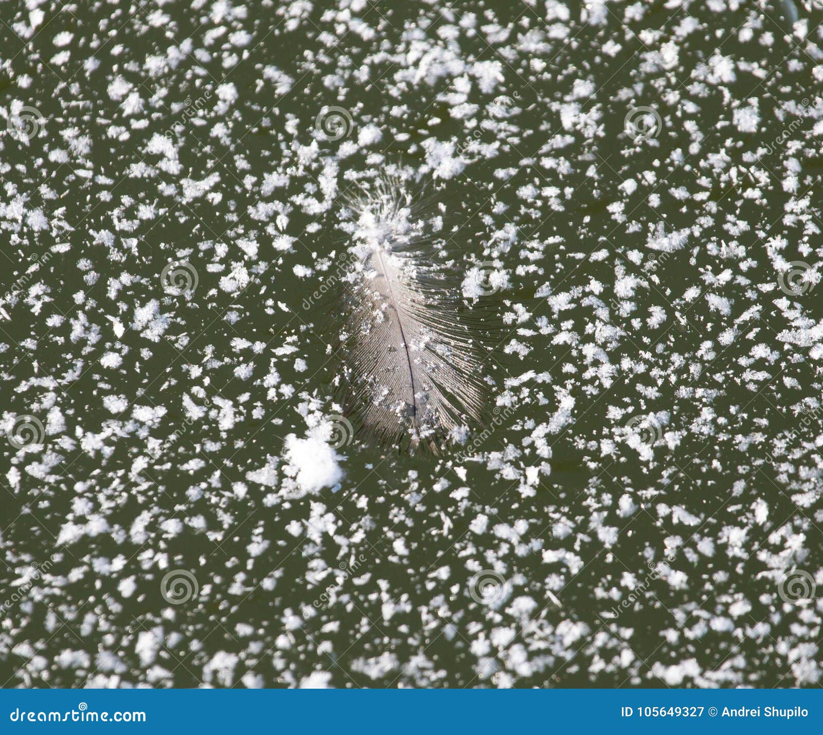 Feather on ice stock image. Image of cold, fern, closeup - 105649327
