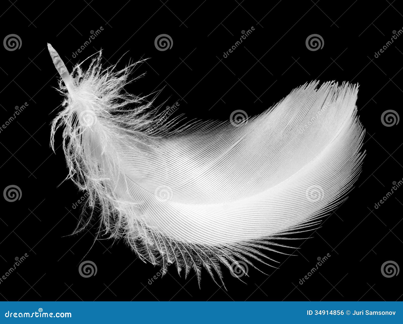 Feather, Isolated on the Black Background. Stock Photo - Image of ...