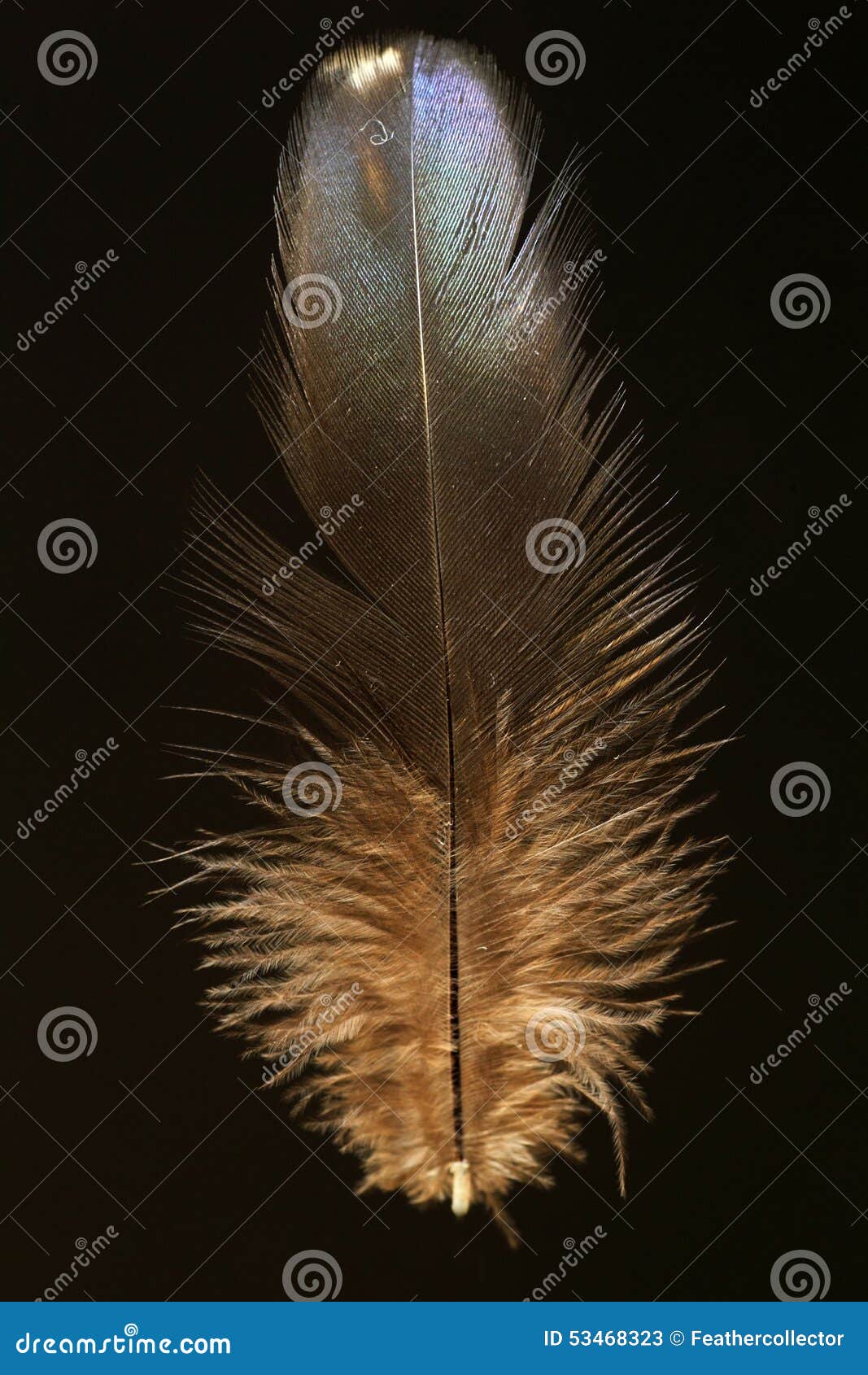 Feather of Japanese Green Pheasant Stock Image - Image of feather ...