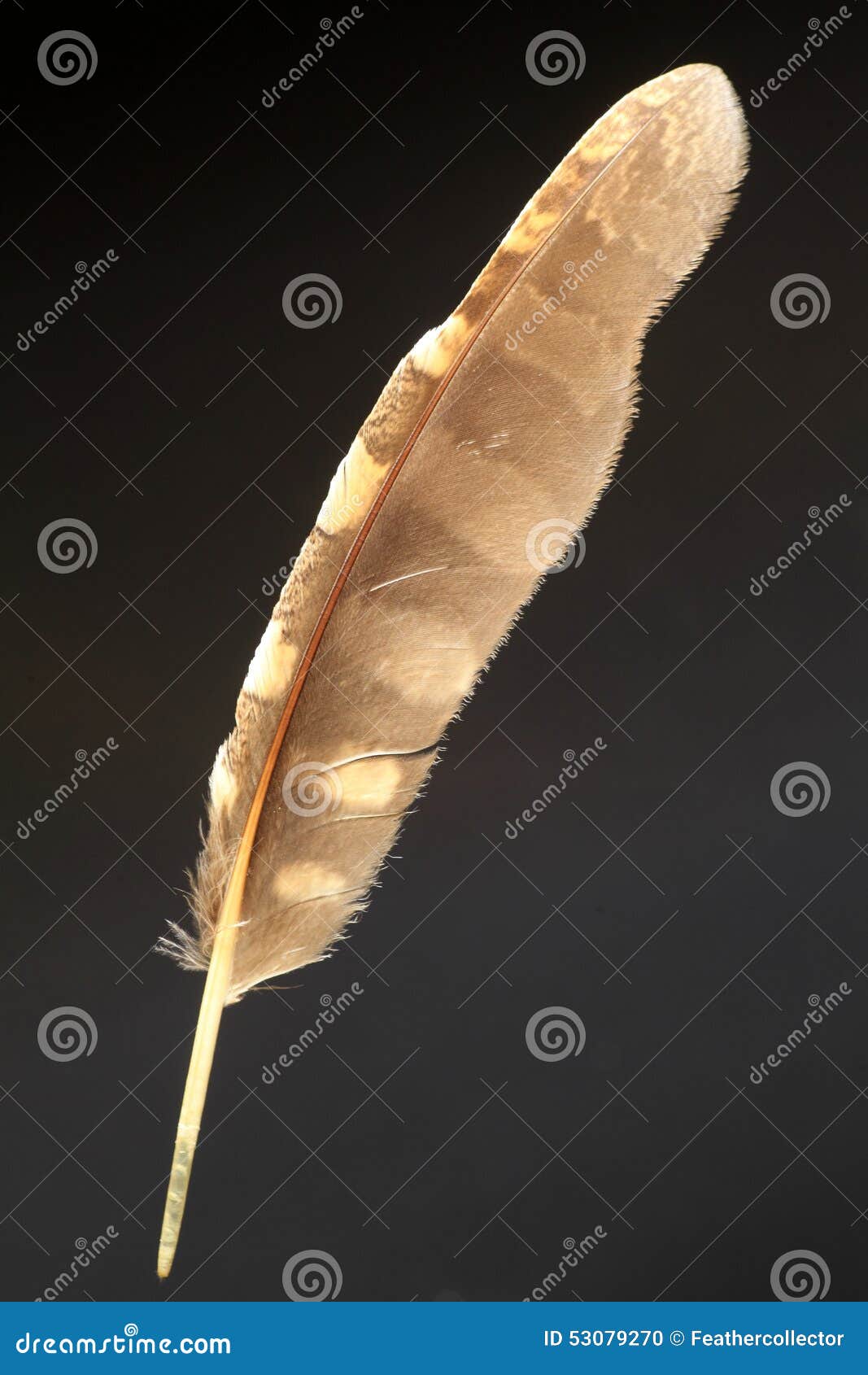 Feather of Japanese Scops Owl Stock Photo - Image of feather, scops ...