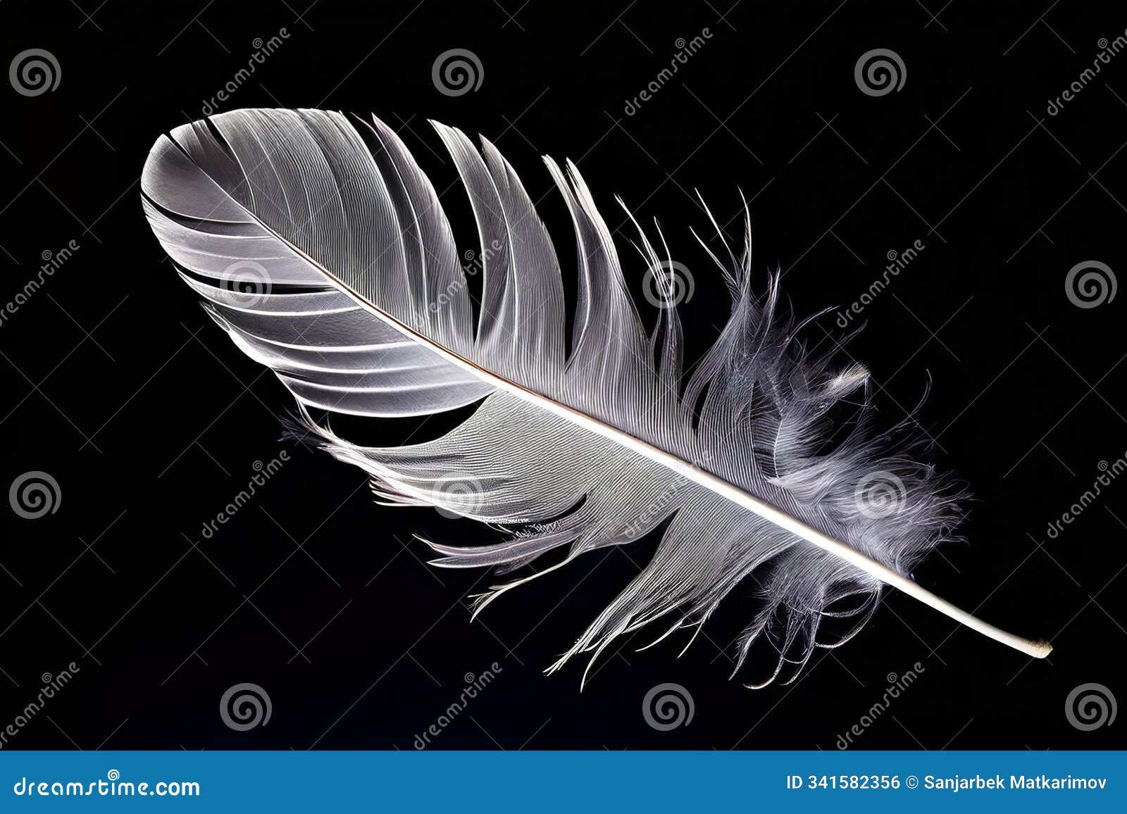 Feather and Leaf Combination Photogram a Feather and Leaf Overla Stock ...