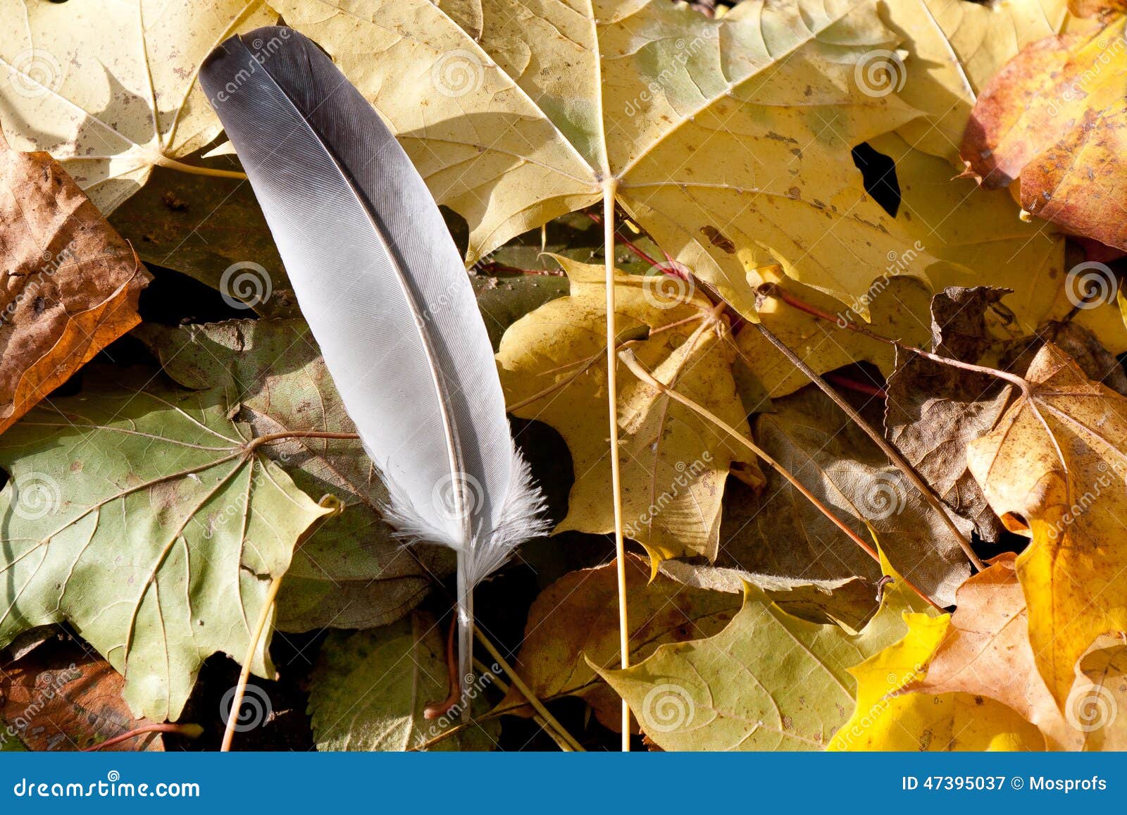 Feather on leaves stock image. Image of migration, heat - 47395037