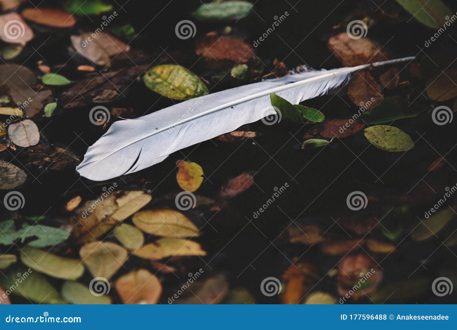 Feather and Leaves Fall into the Water Stock Photo - Image of autumn ...