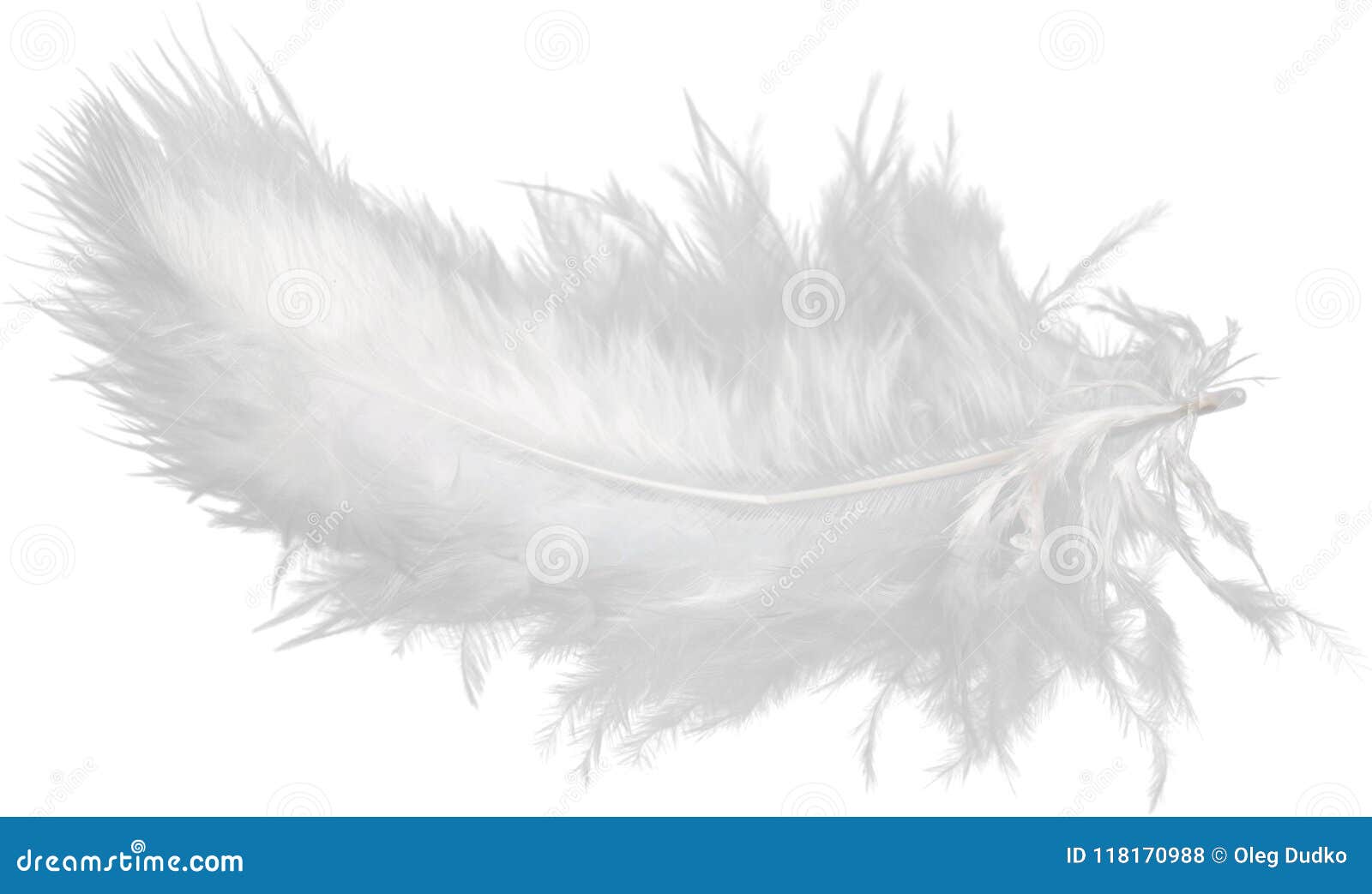 White Feather Isolated stock photo. Image of lightweight - 118170988