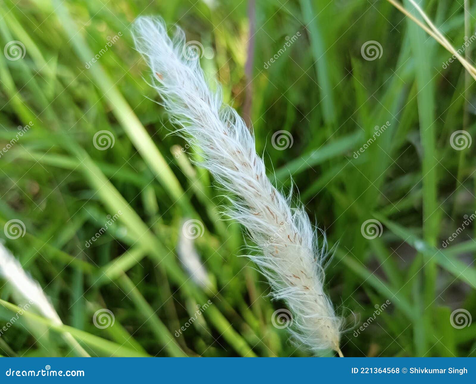 Feather like grass stock photo. Image of feather, like - 221364568