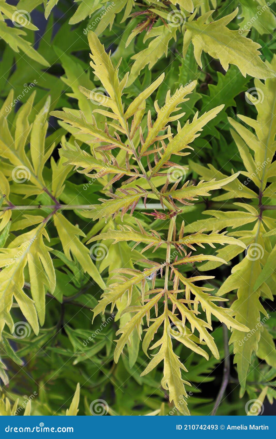 Feather Trees With Leaves