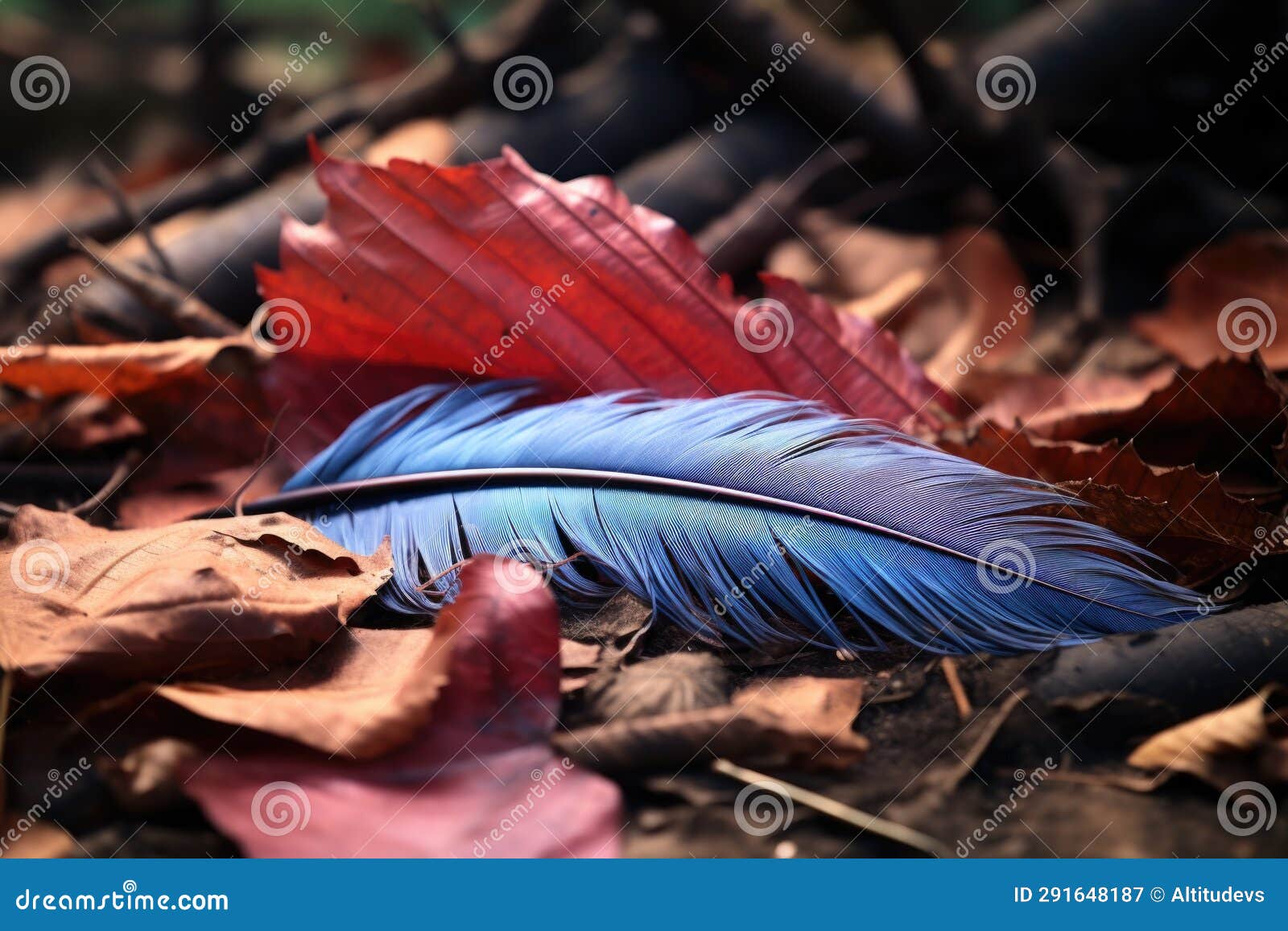 Feather Lying on a Pile of Leaves Stock Image - Image of nature ...