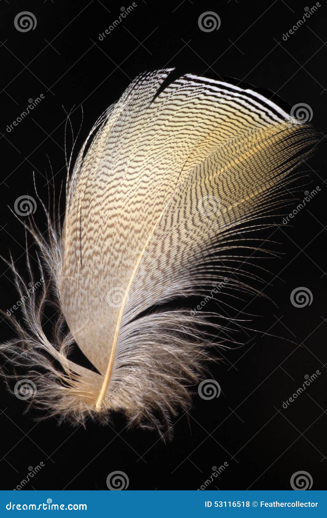 Feather of Mandarin Duck stock photo. Image of close - 53116518