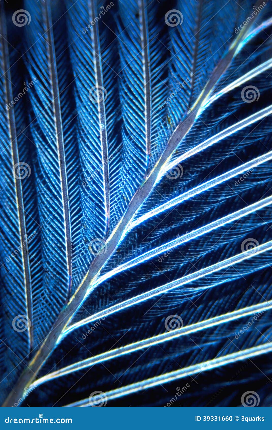 Feather stock photo. Image of white, microphoto, organic - 39331660