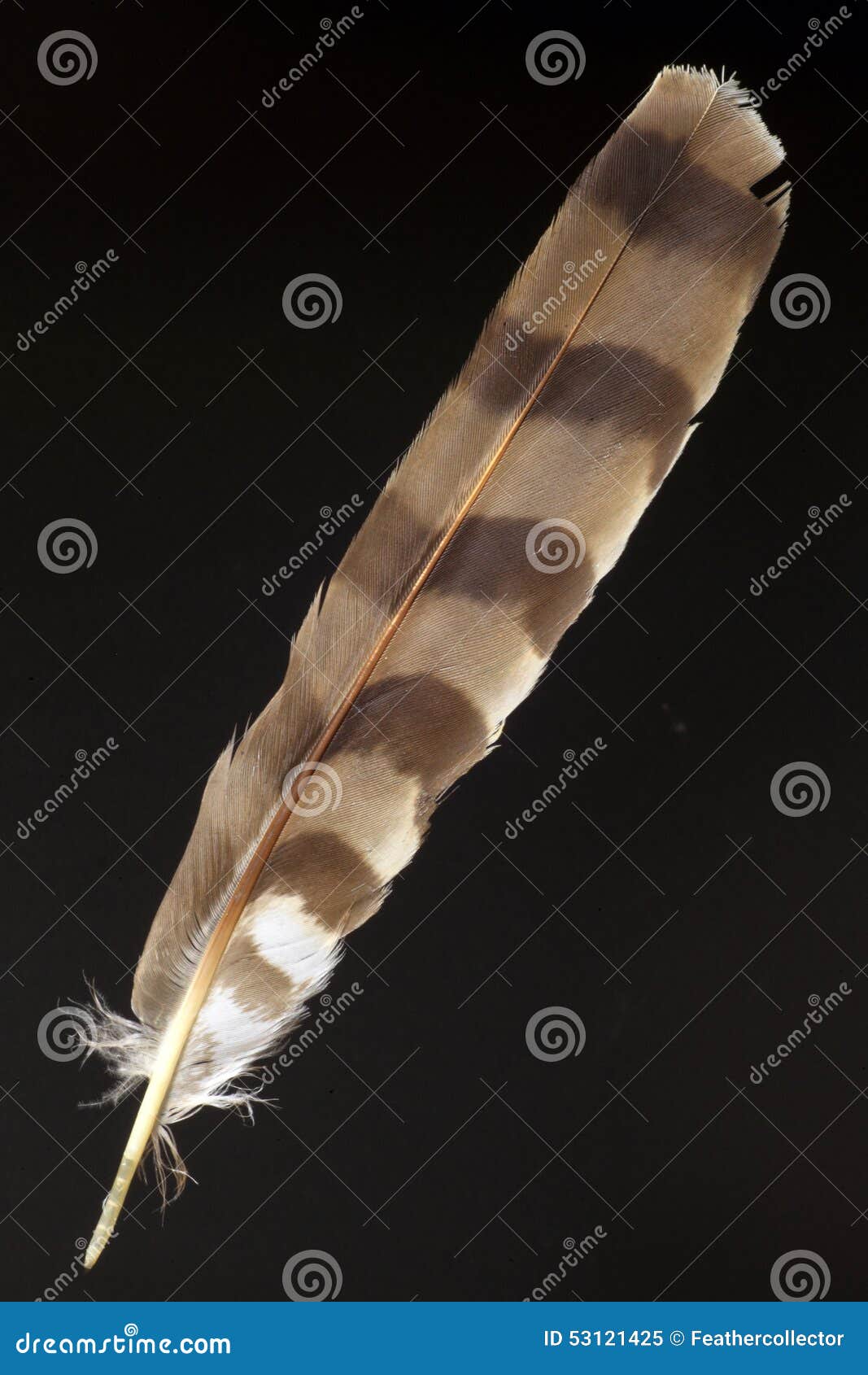 Feather of Northern Goshawk Stock Image - Image of pattern, bird: 53121425