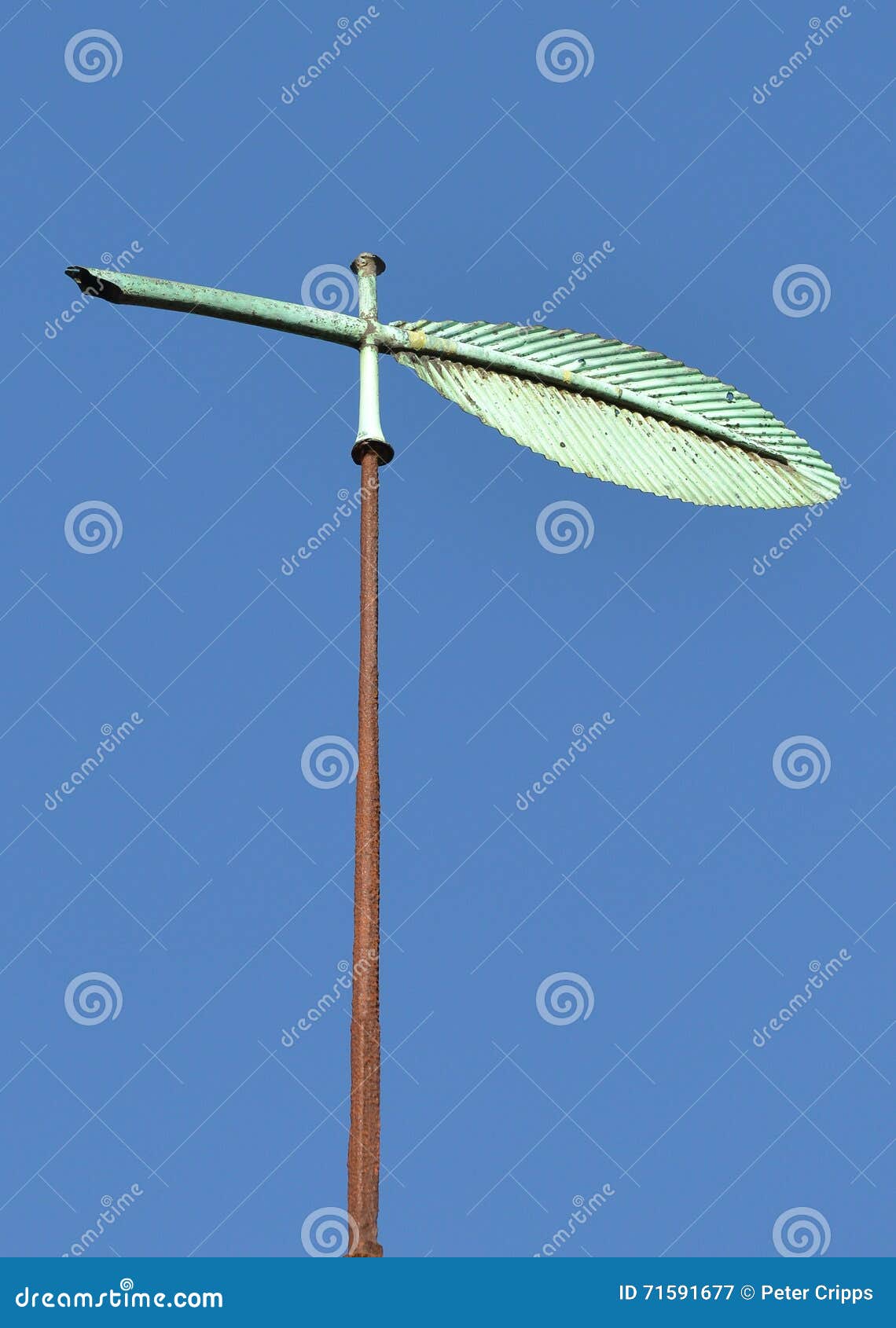 Feather stock image. Image of weather, vain, quill, green - 71591677