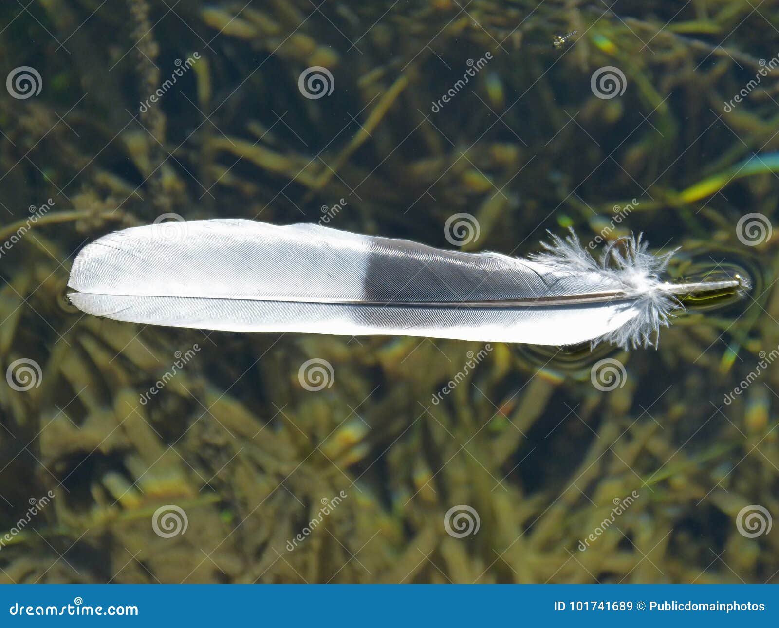 Feather, Organism, Fish Picture. Image: 101741689
