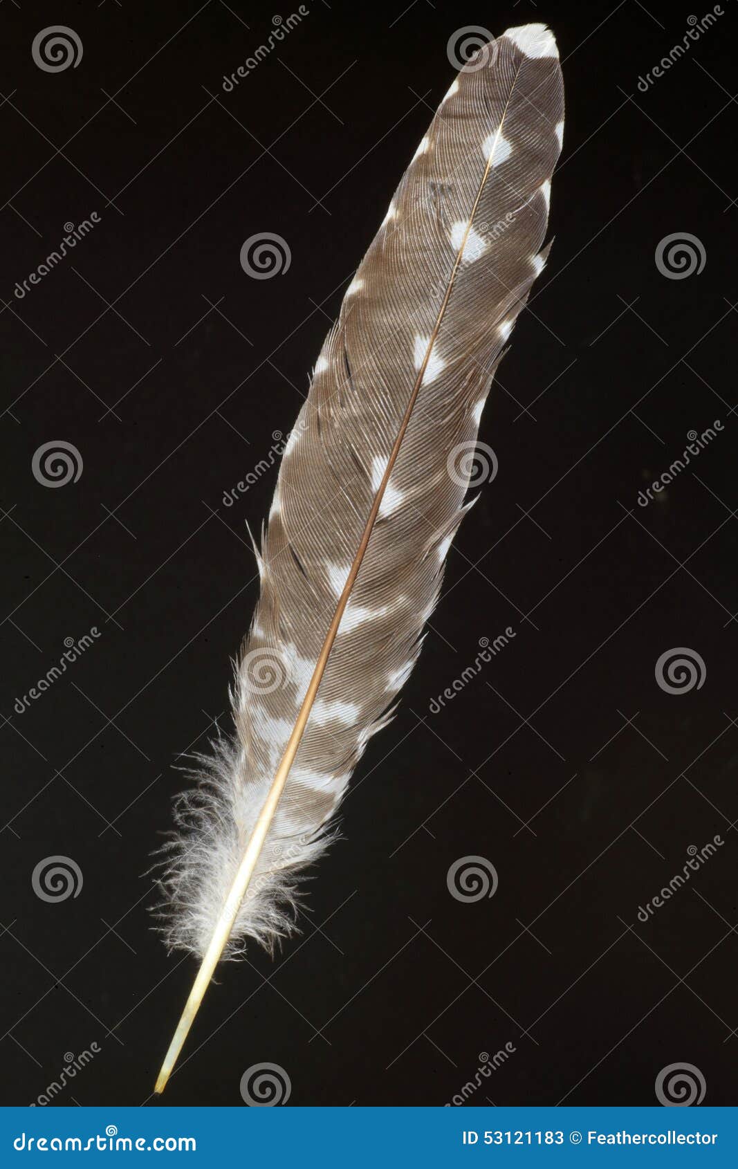 Feather of Oriental Cuckoo stock image. Image of bird - 53121183