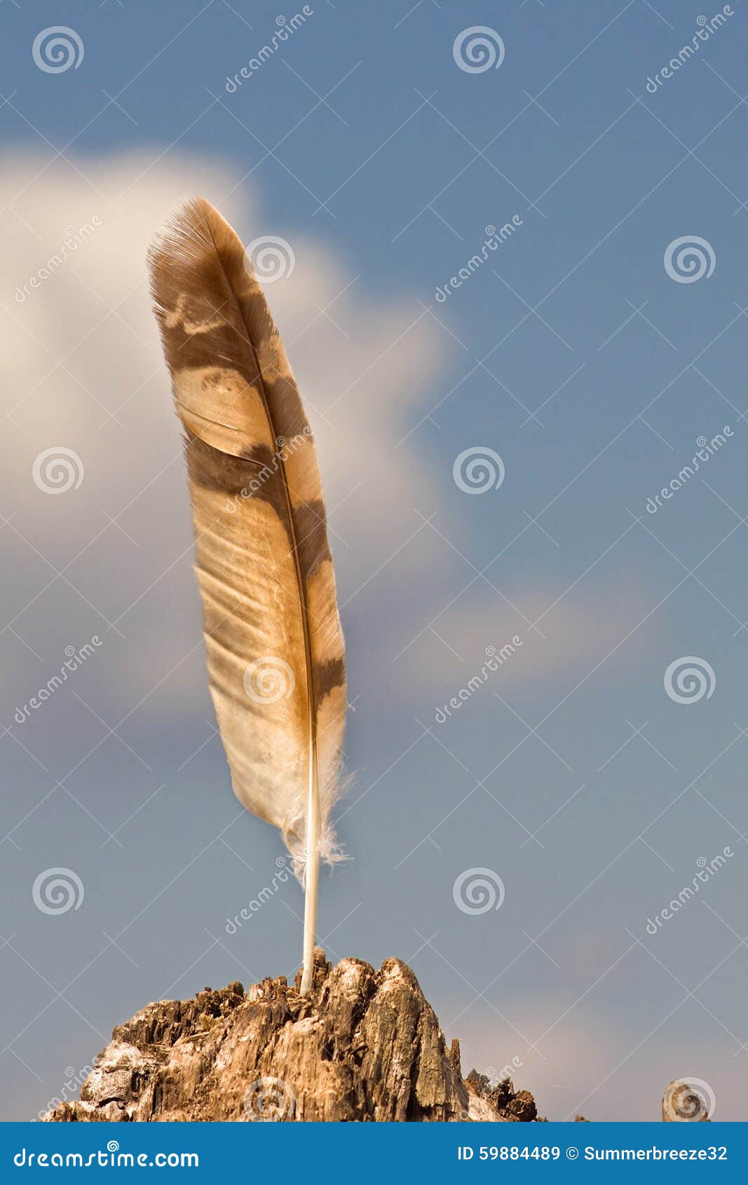 Feather of owl stock image. Image of blue, object, bird - 59884489