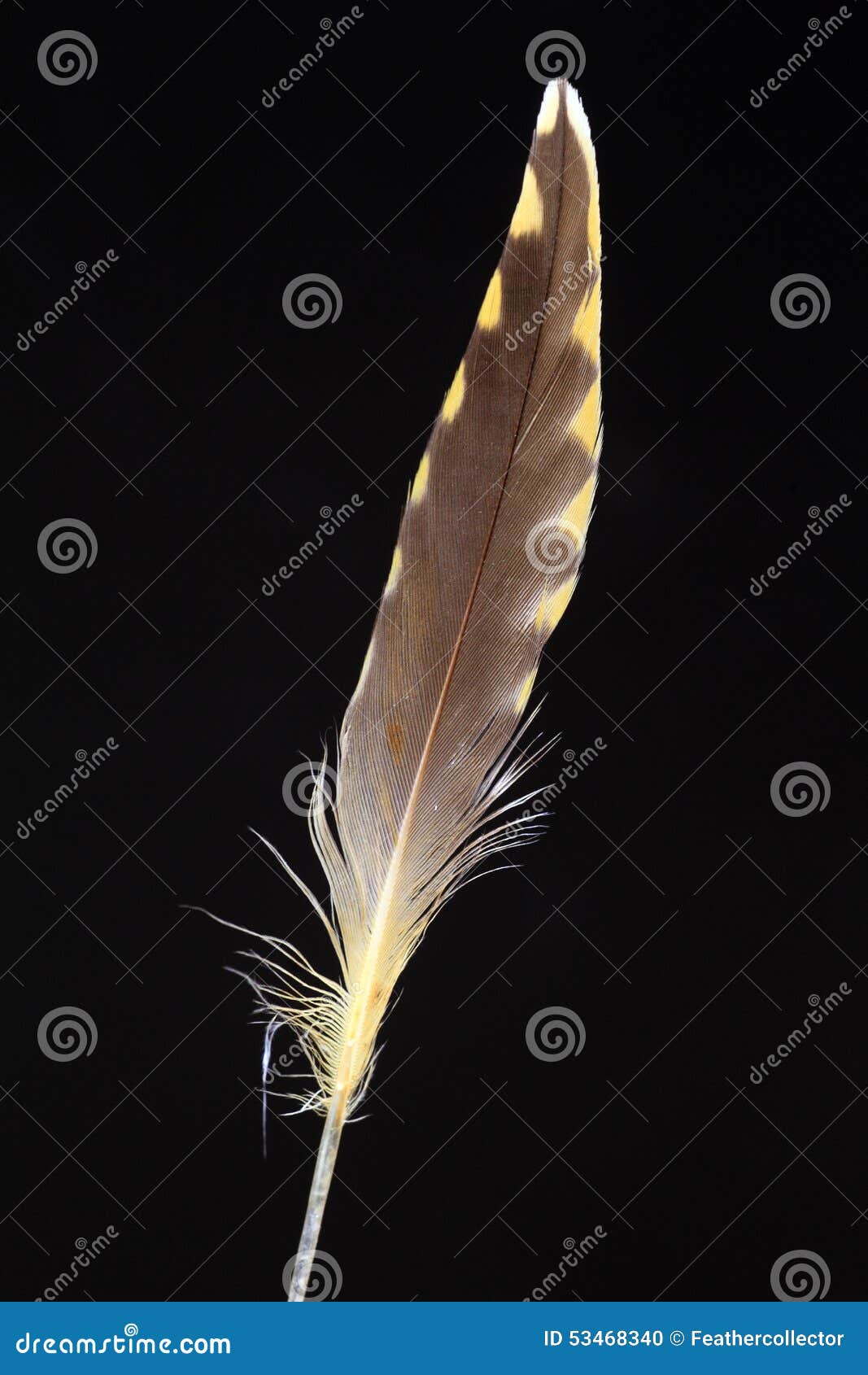 Feather of Pacific Golden Plover Stock Photo - Image of animal ...