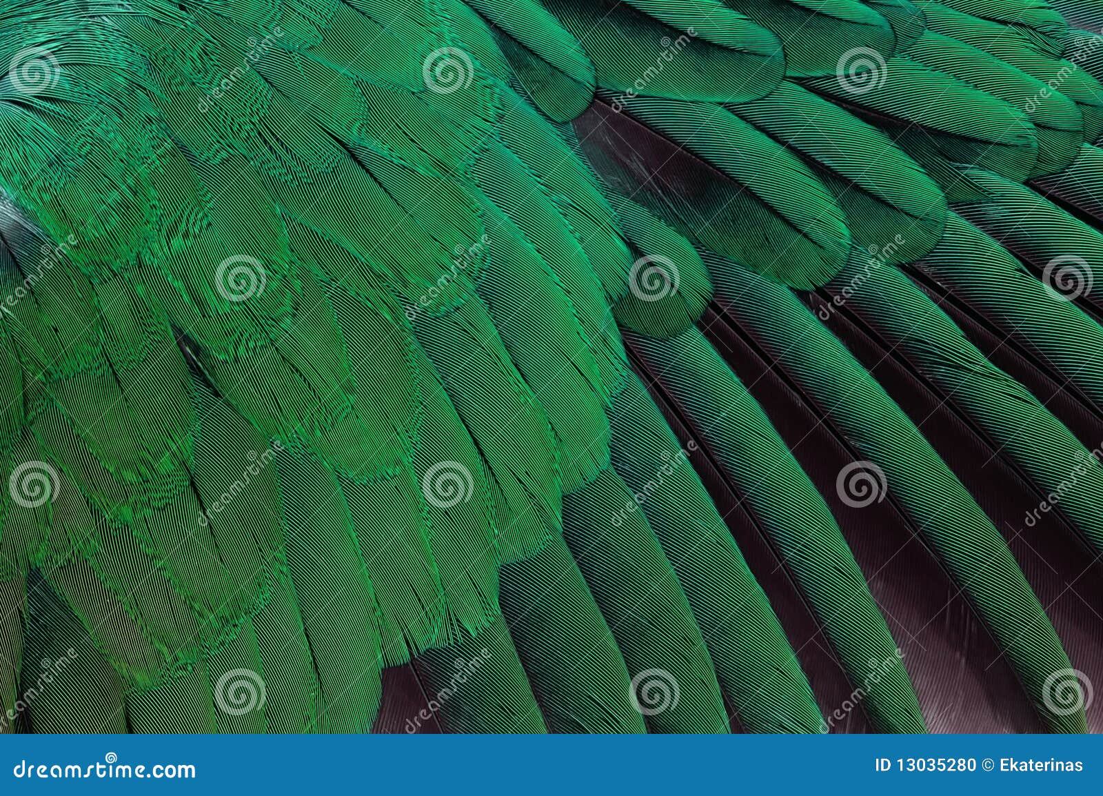 Feather of parrot stock photo. Image of abstract, plumage - 13035280