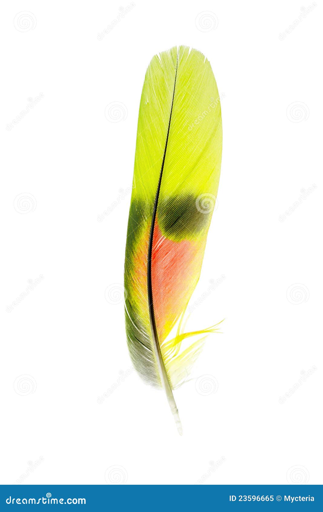 Feather of parrot stock image. Image of bird, effortless - 23596665