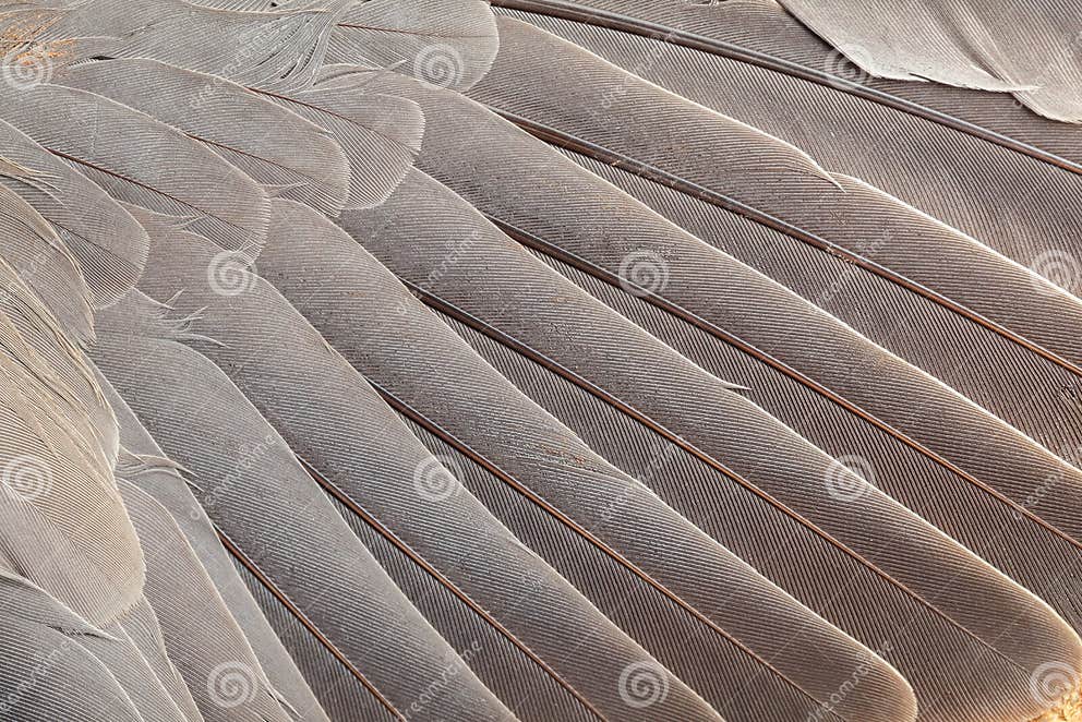 Feather Pattern in High Magnification Closeup Stock Image - Image of ...