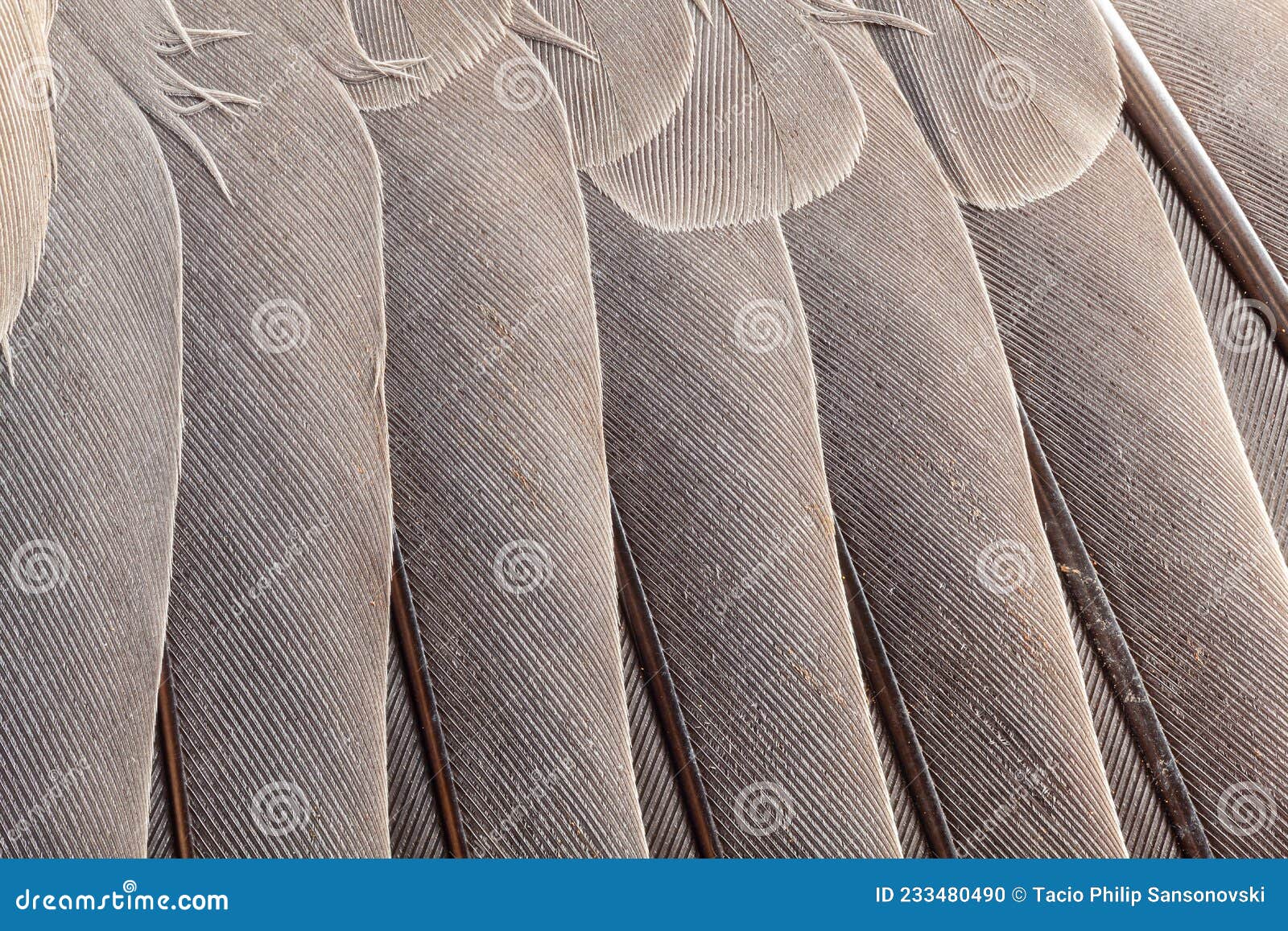 Feather Pattern in High Magnification Closeup Stock Photo - Image of ...