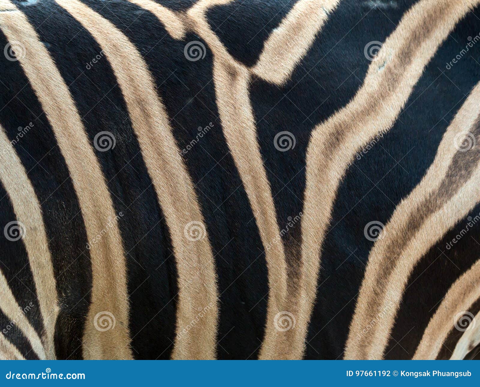 Feather Pattern of Zebra Body Skin Stock Photo - Image of focus ...