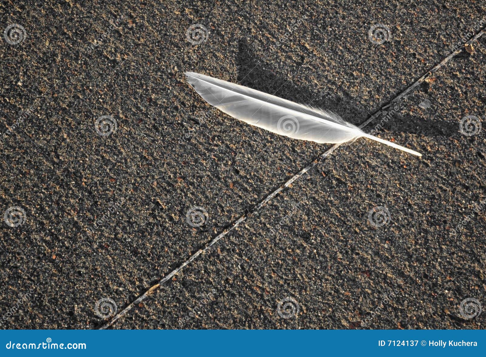 Feather on Pavement stock image. Image of white, walkway - 7124137