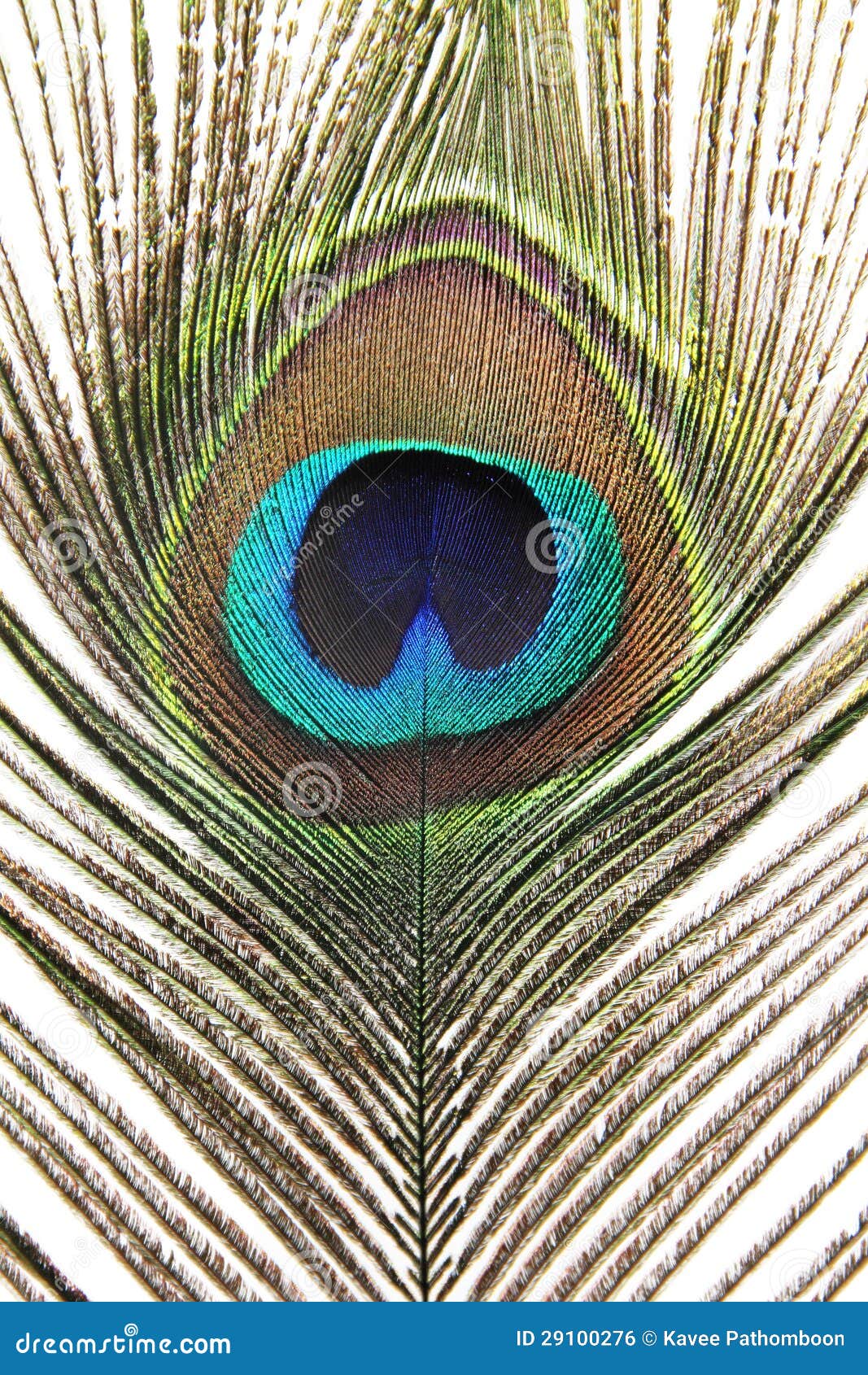 Feather peacock stock photo. Image of animal, colorful - 29100276