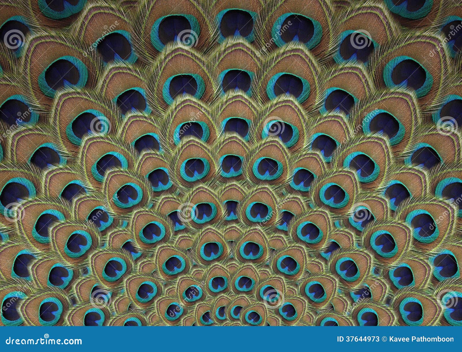 Peacock Feather Texture Stock Photo | CartoonDealer.com #72326364