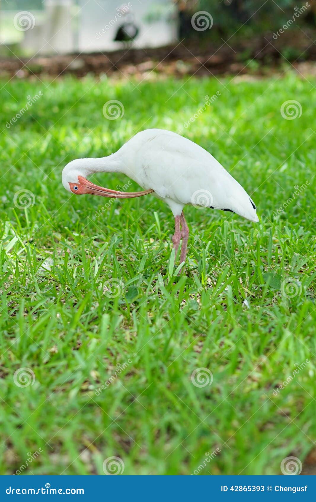 Feather Pecking of a IBIS Bird Stock Image - Image of land, colorful ...