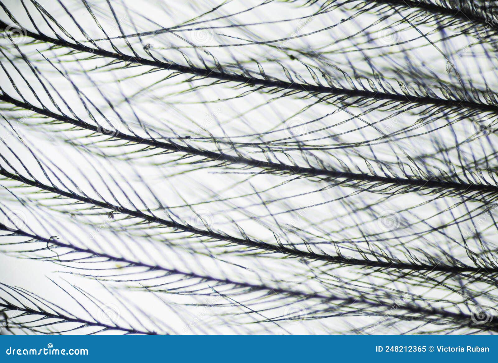 Feather from a Pillow Under a Microscope Stock Image - Image of times ...